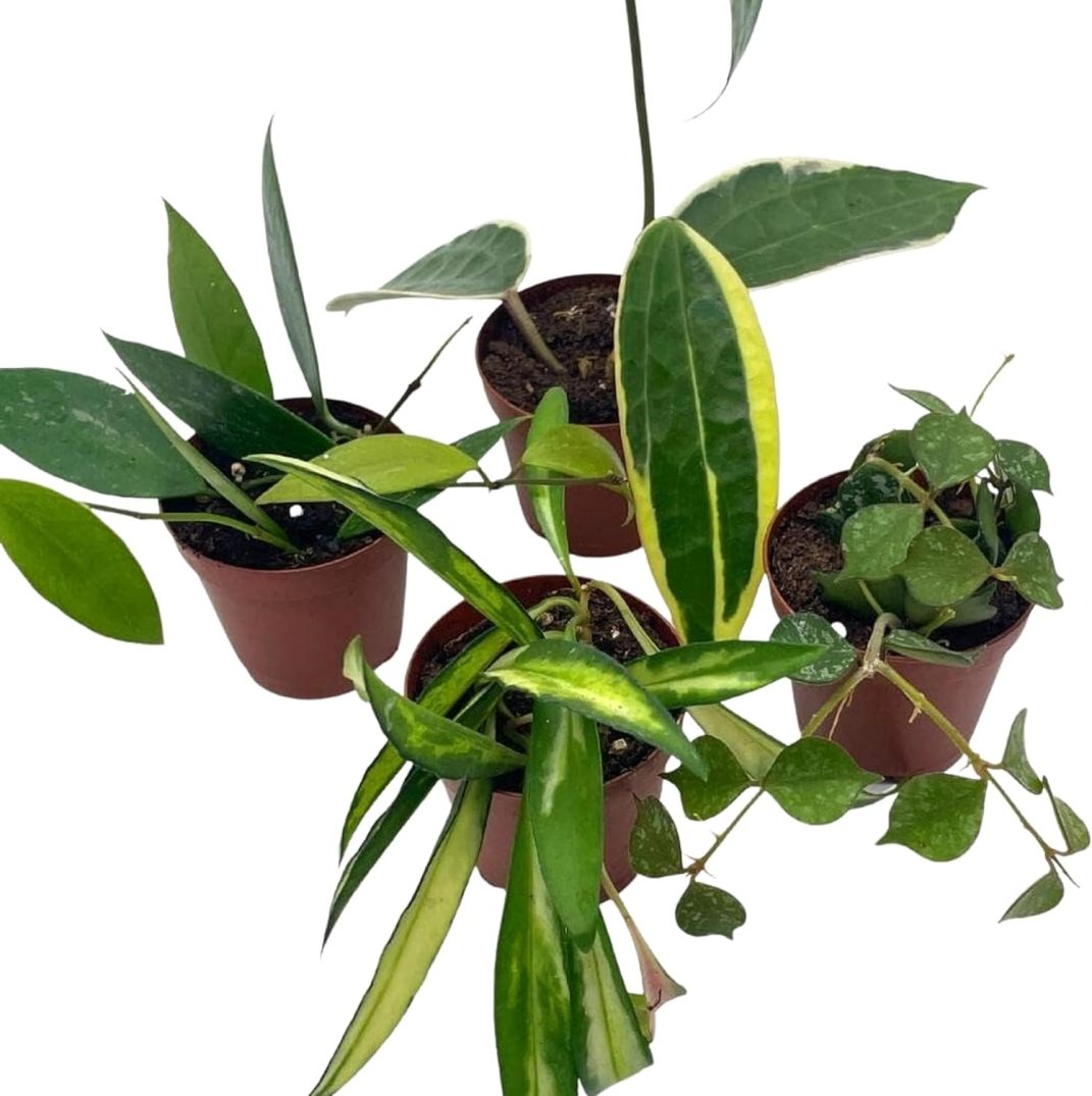 ZXXP Hoya Variety Assortment 2 inch Set of 4 Grower's Choice Live ...