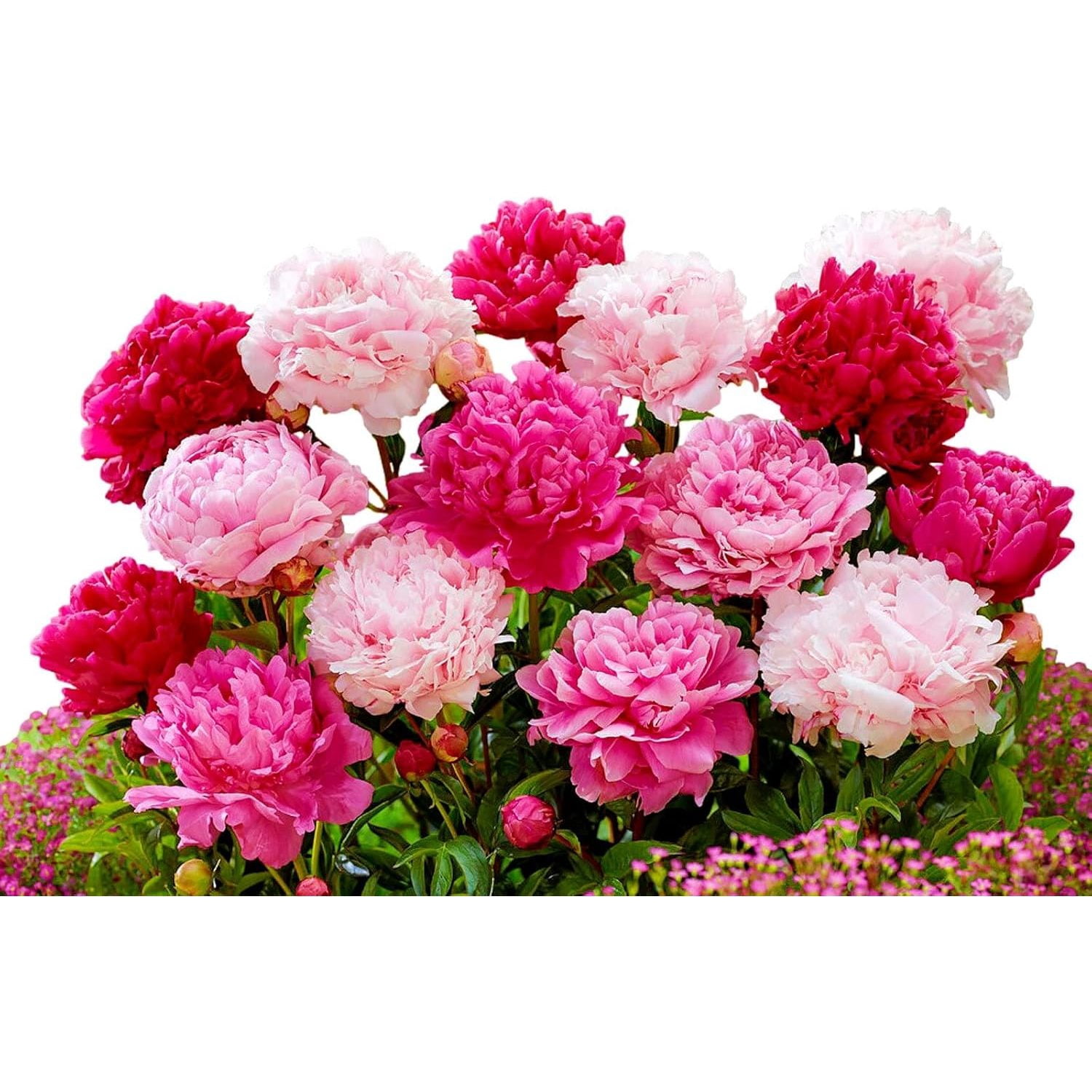 ZXXP Peony 'Double Flower Mix' Plant Divisions (5 Pack) - Fragrant Mix ...