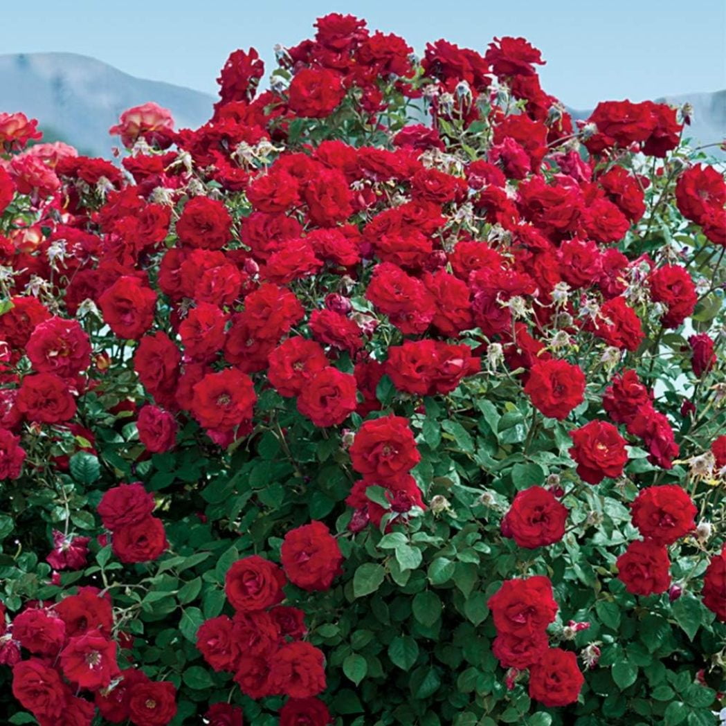 ZXXP Rose Plant - Oh My!™ Red Rose Bush, Floribunda Live Plant for ...