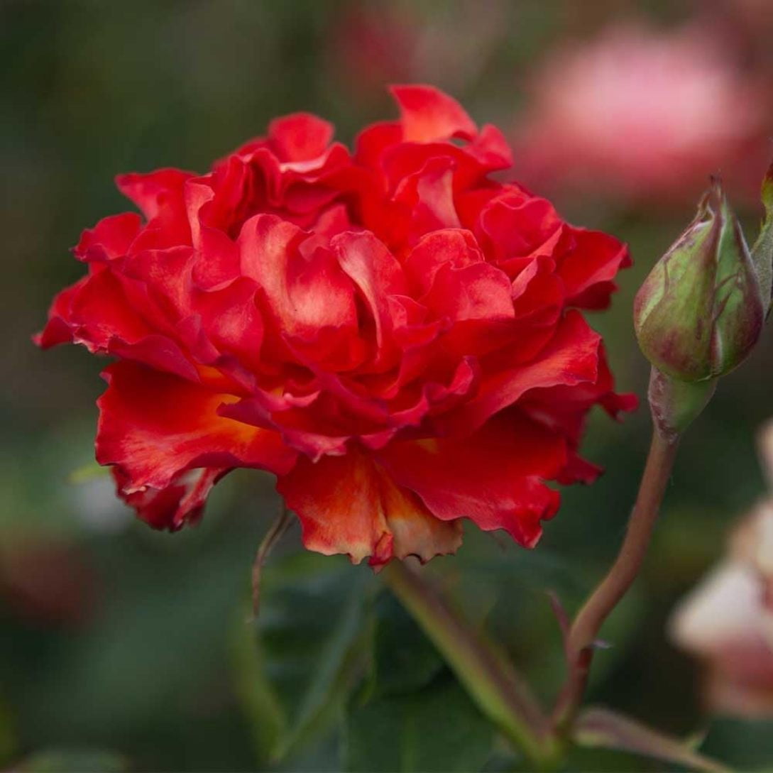 ZXXP Rose Plant - Sunrise at Heirloom™ Orange Rose Bush, Shrub Live ...