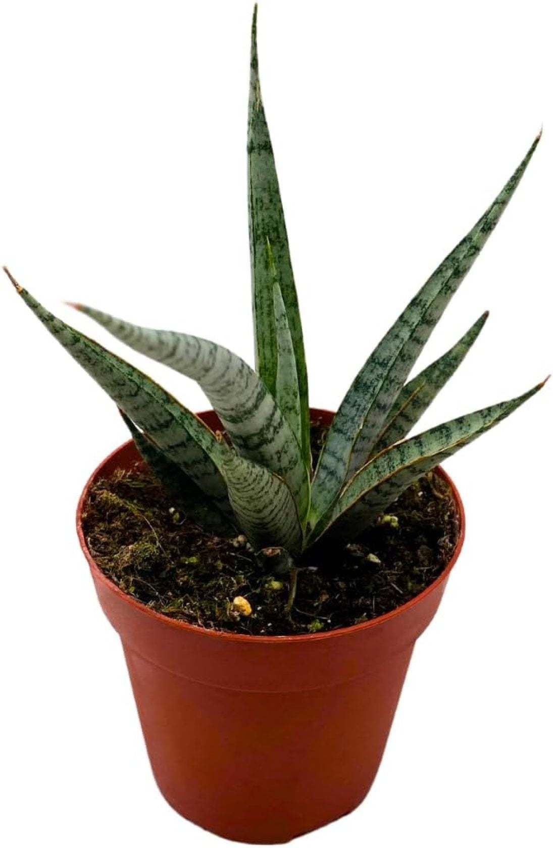 ZXXP Sansevieria Icicle 4 inch Rare Snake Plant - Walmart.com