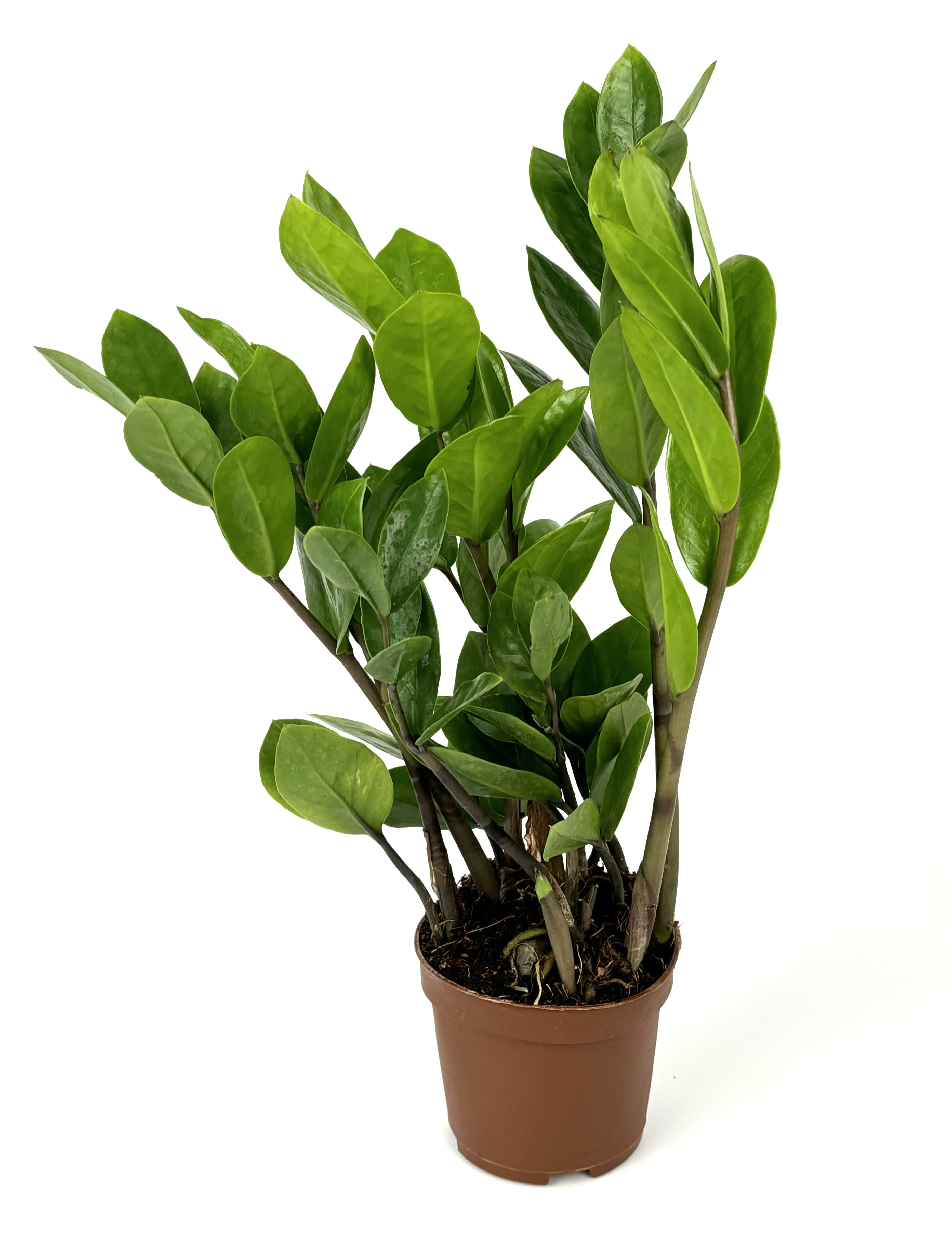 ZZ Plant Low Maintenance Houseplant Large 8"-12" Tall, 4" Pot - Walmart.com