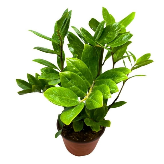 ZZ Plant, Zamioculcas zamiifolia 6" Pot, Very Large Healthy aroid Palm ...