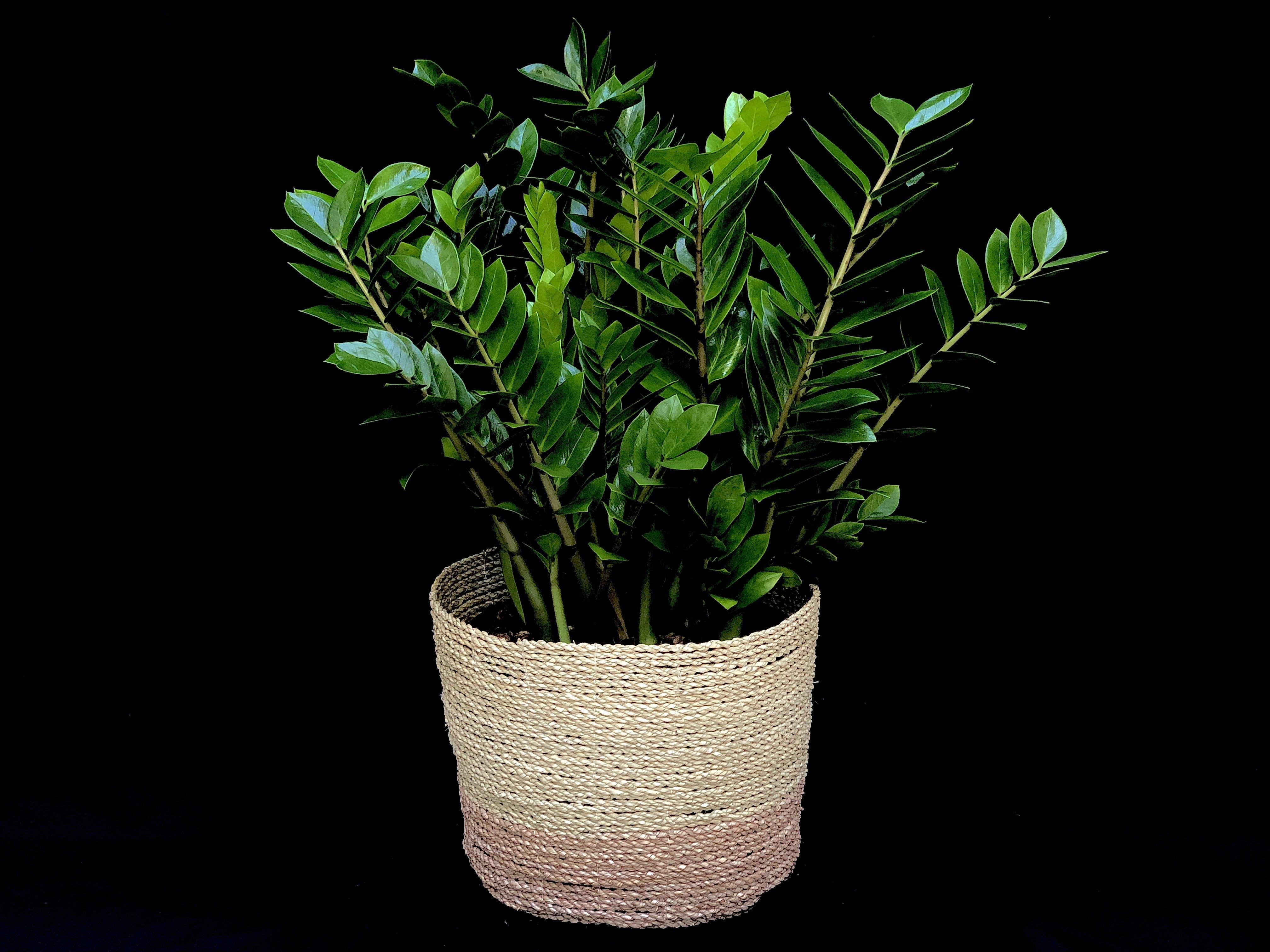 ZZ Plant-Zamioculcas zamiifolia-Ideal for Low Light 10" Pot - Walmart.com