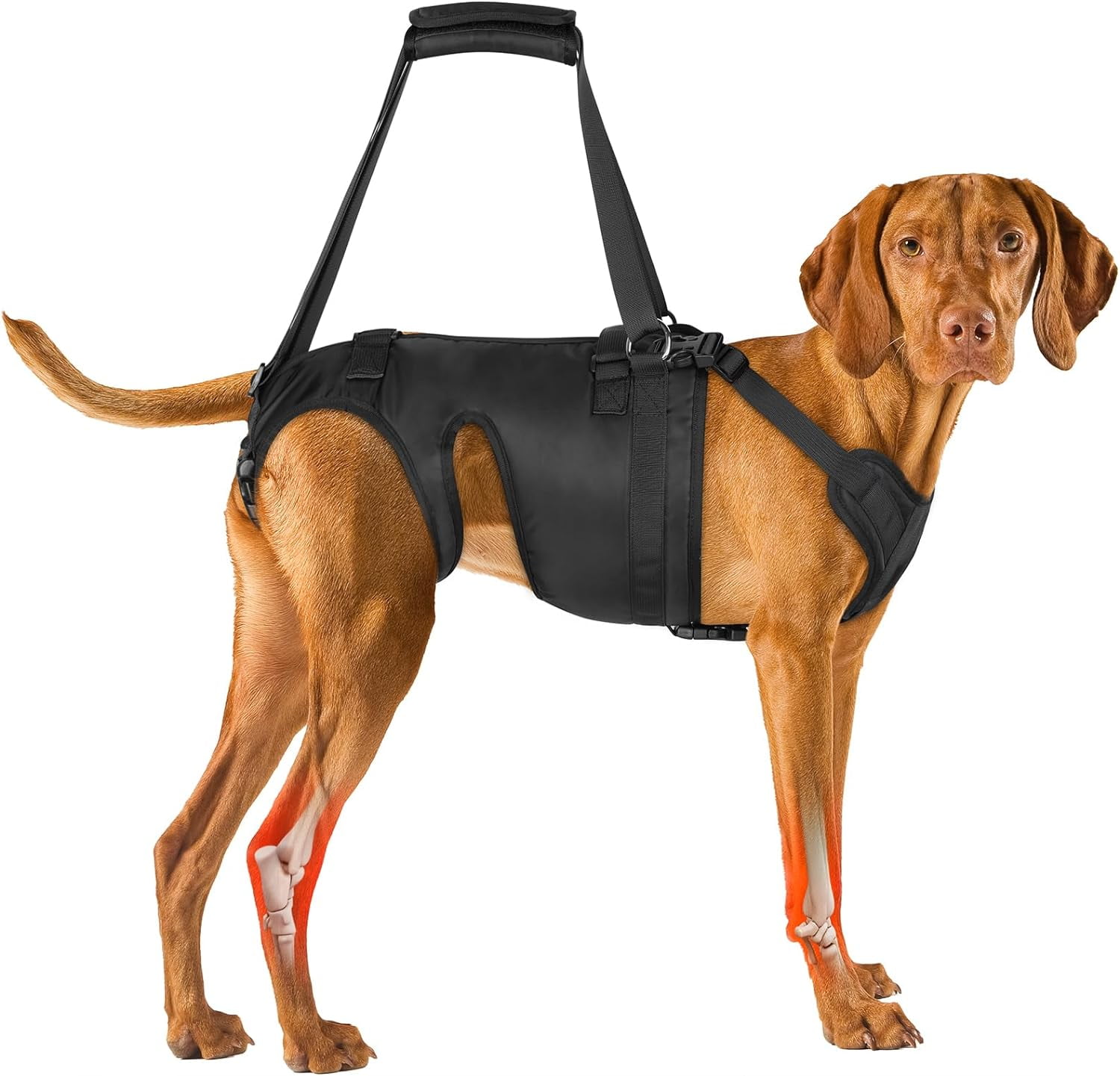 ZZCCC Dog Lift Harness for Medium Dogs, Dog Sling for Large Dogs Hind ...