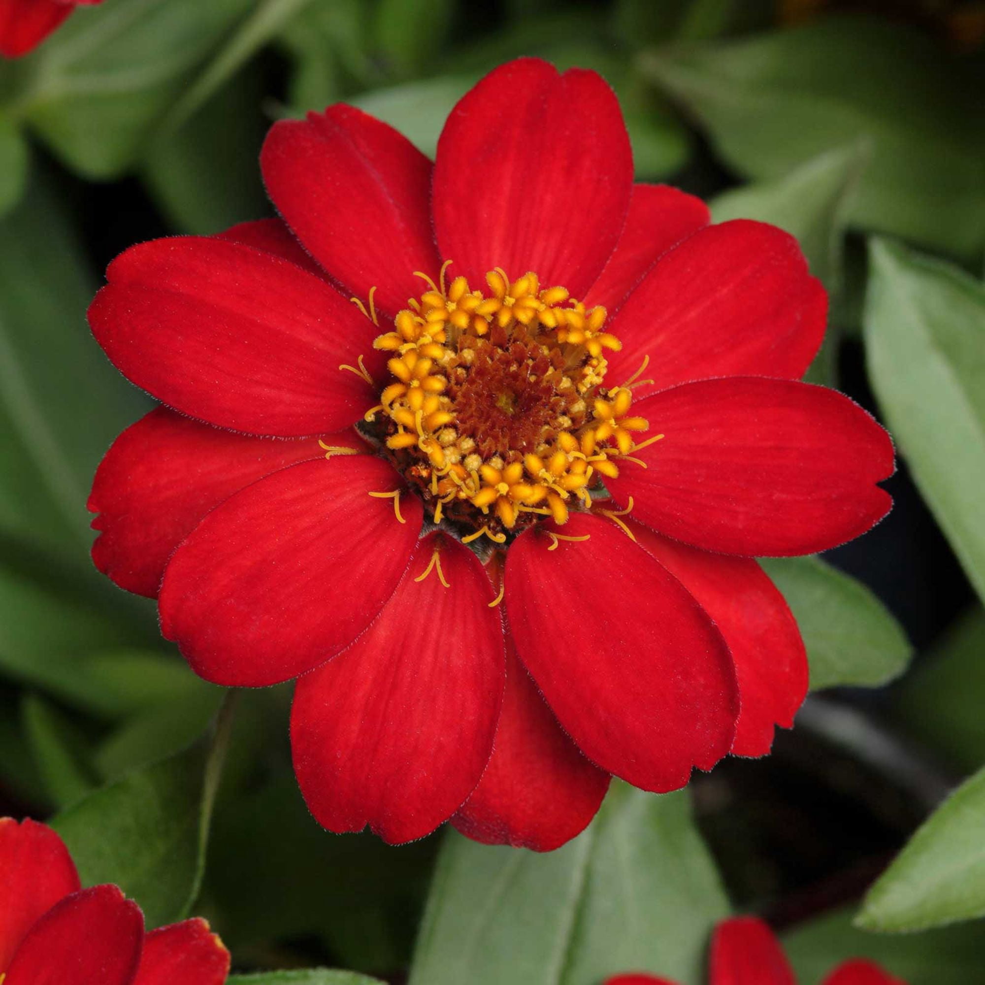 Zahara Series Zinnia Flower Red ~10 Seeds – Annual, Compact 12–18 ...