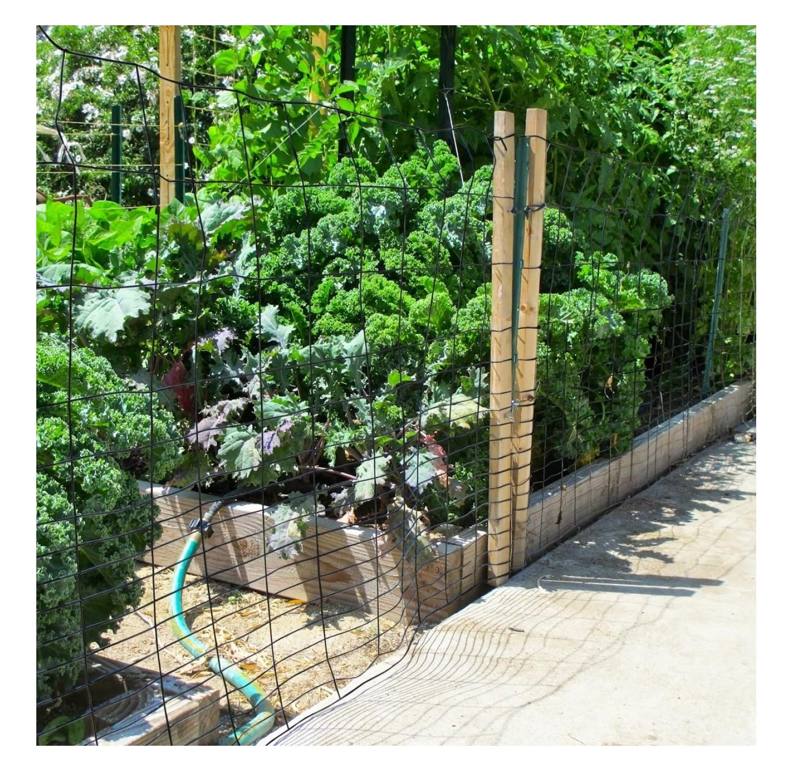 ZanQee Black Vinyl Coated 16 Gauge Rabbit Guard Fence, Poultry Outdoor ...