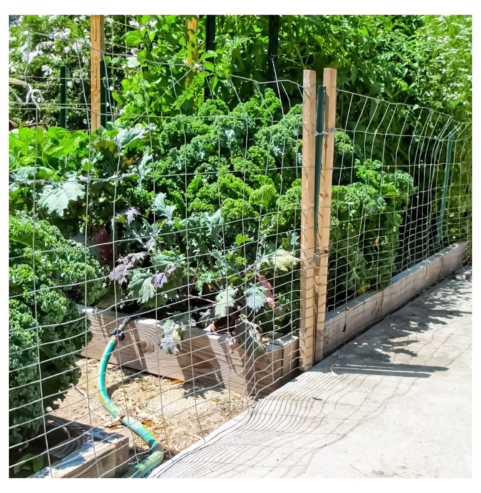 ZanQee Rabbit Guard Fence, 16 Gauge Galvanized Welded Wire Fence for ...