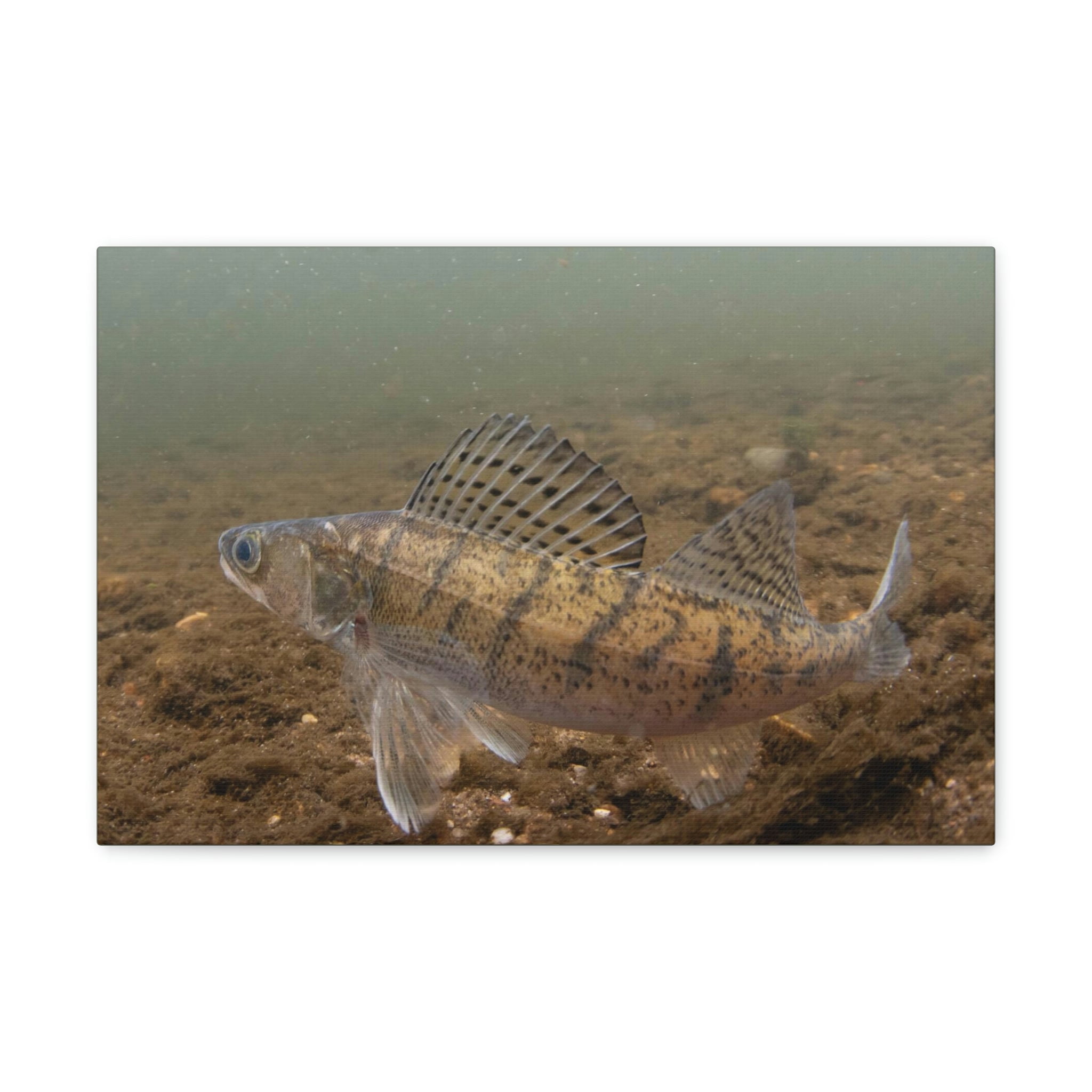 Zander Hunting Zander on Hunt Print Animal Wall Art Wildlife Canvas ...