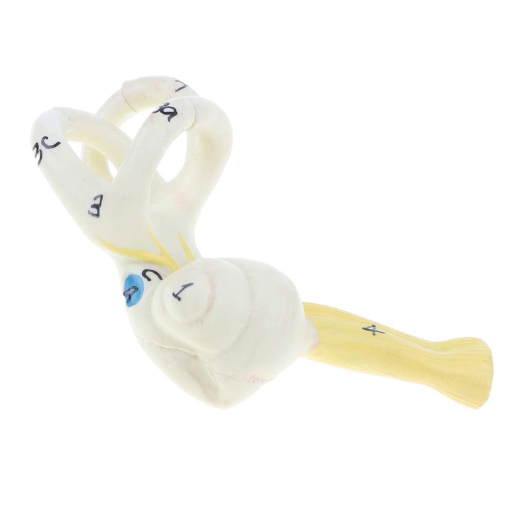 Zaoz 5: Magnified Human Ear Semicircular Canal Cochlear Teaching Model ...