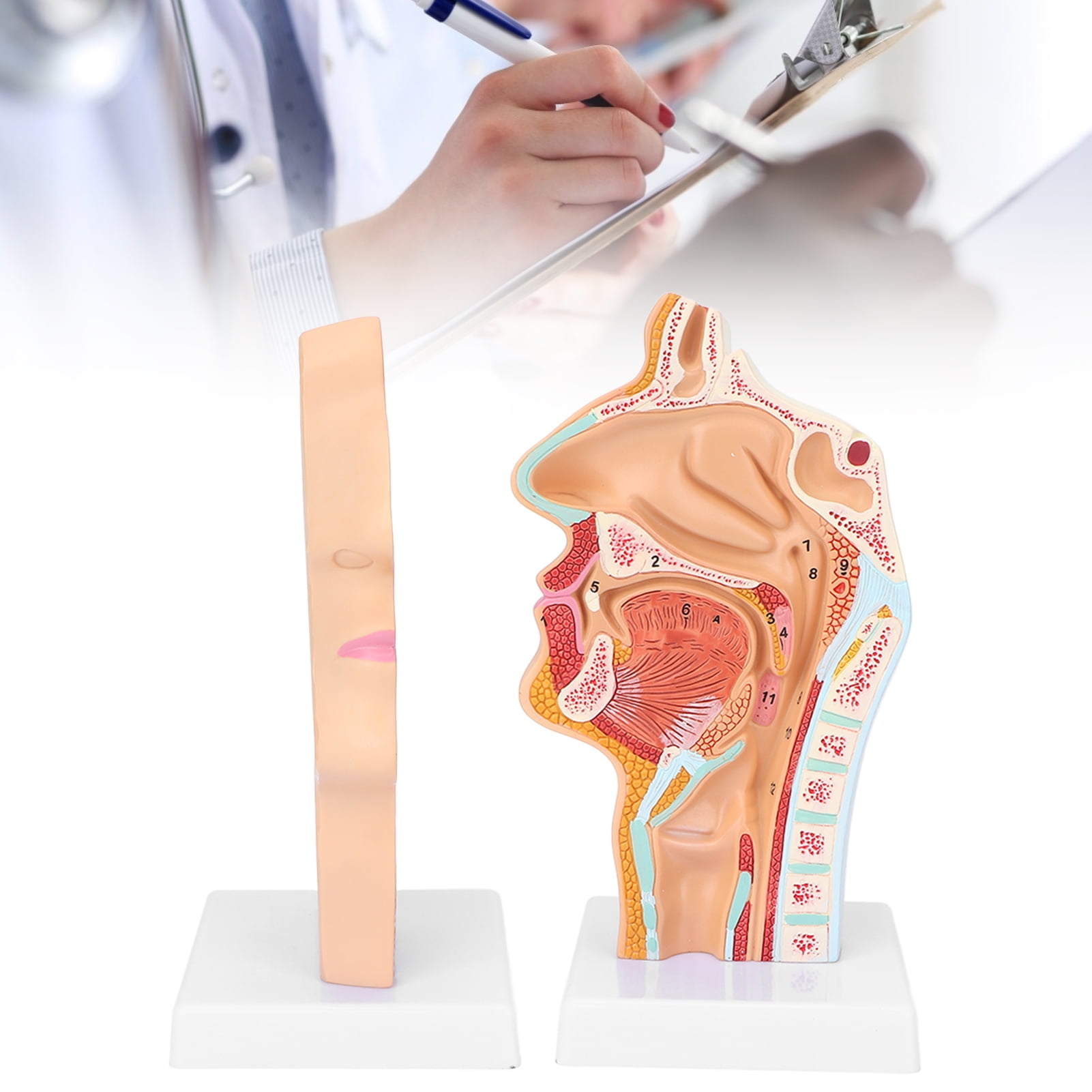 Zaqw Human Nasal Oral Cavity Throat Anatomical Model For Science