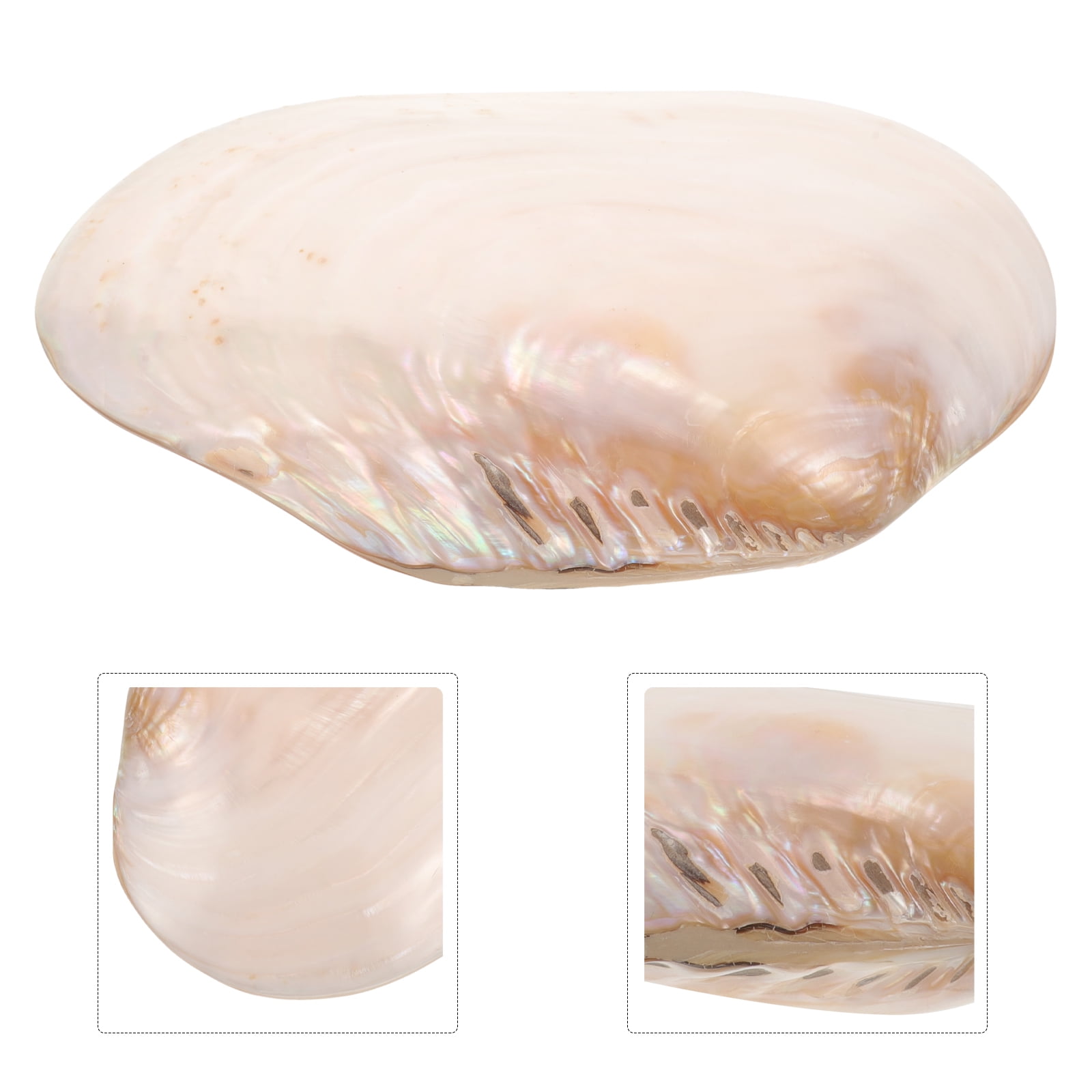 Zcyifa clam shell decoration Large Natural Clam Shell Fish Tank ...