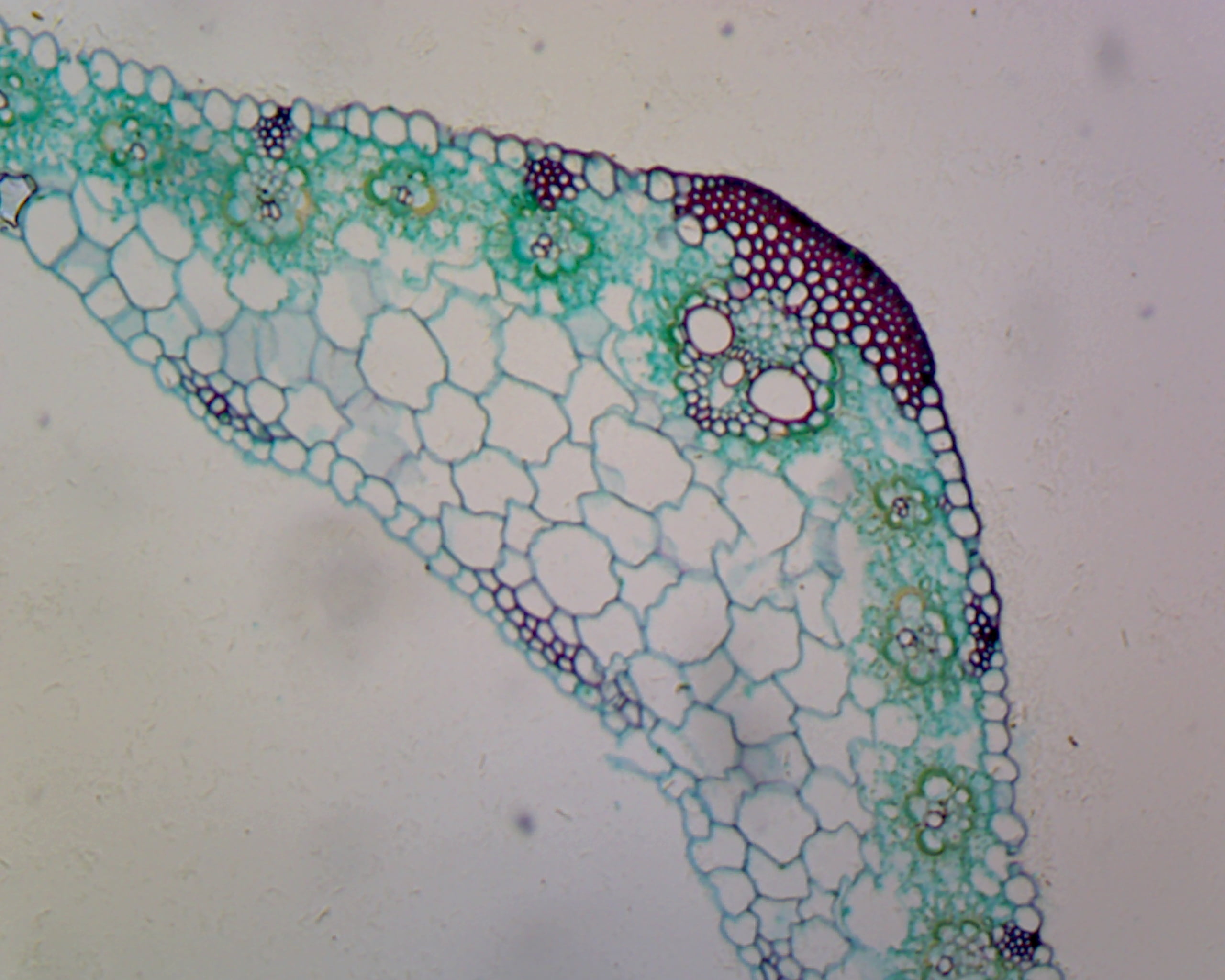 Microscope Slides - Zea Mays (Corn) Leaf; Cross Section - Walmart.com