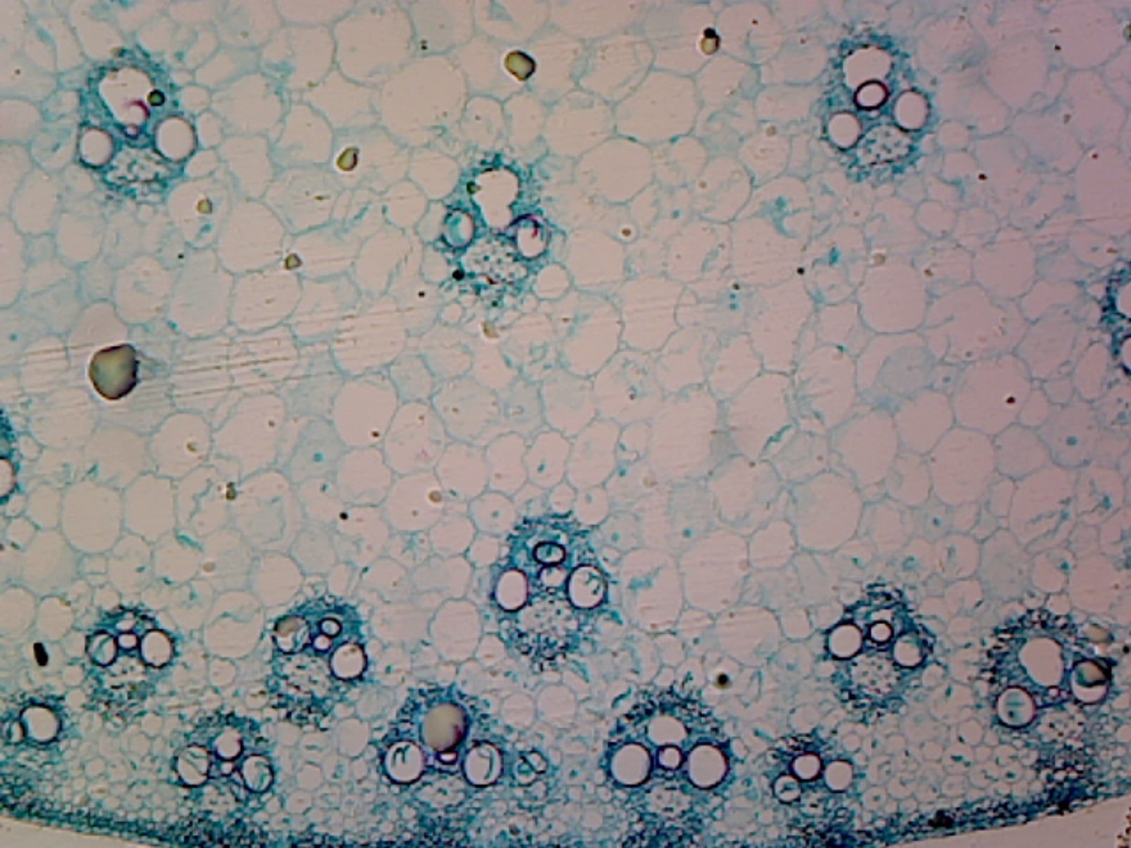 Microscope Slide of Zea Mays (Corn) Stem; Cross Section - Walmart.com
