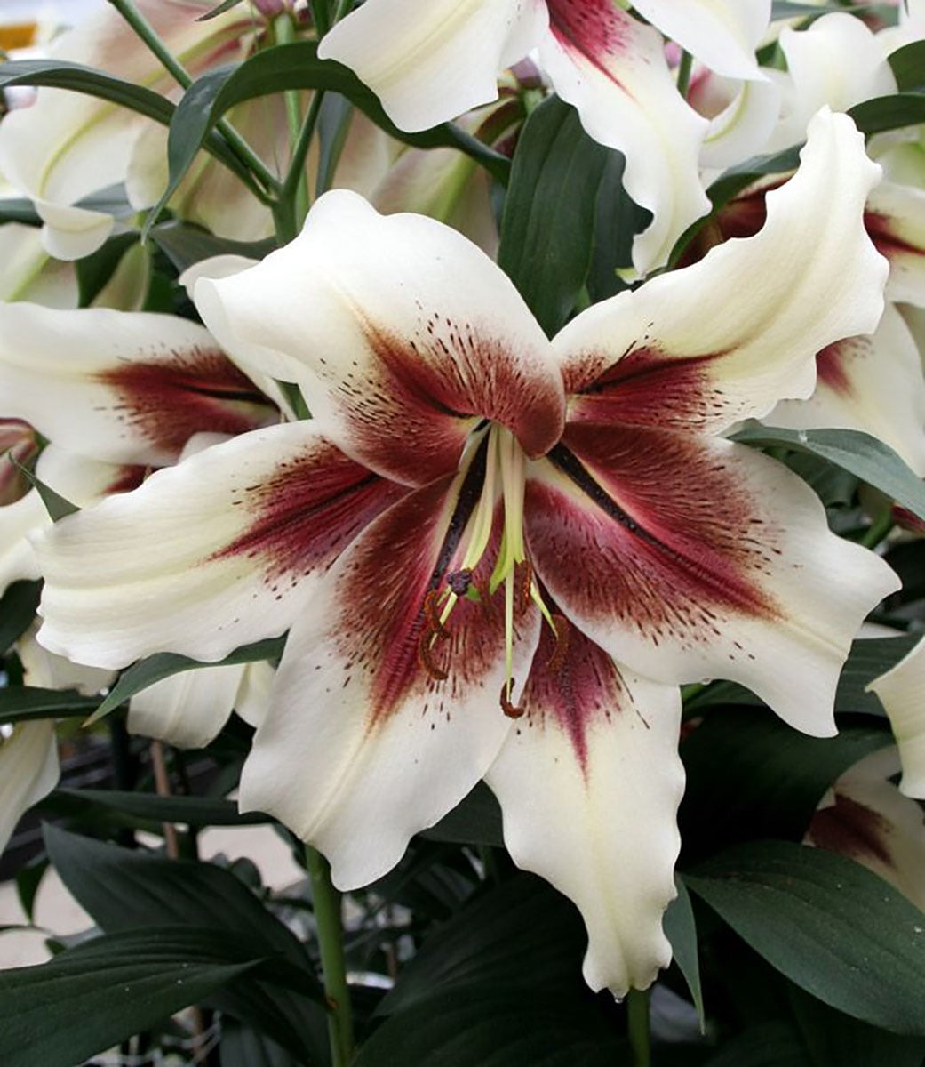Zeba Trumpet Lily - 3 Bulbs - 14/16cm Bulbs - NEW - Walmart.com