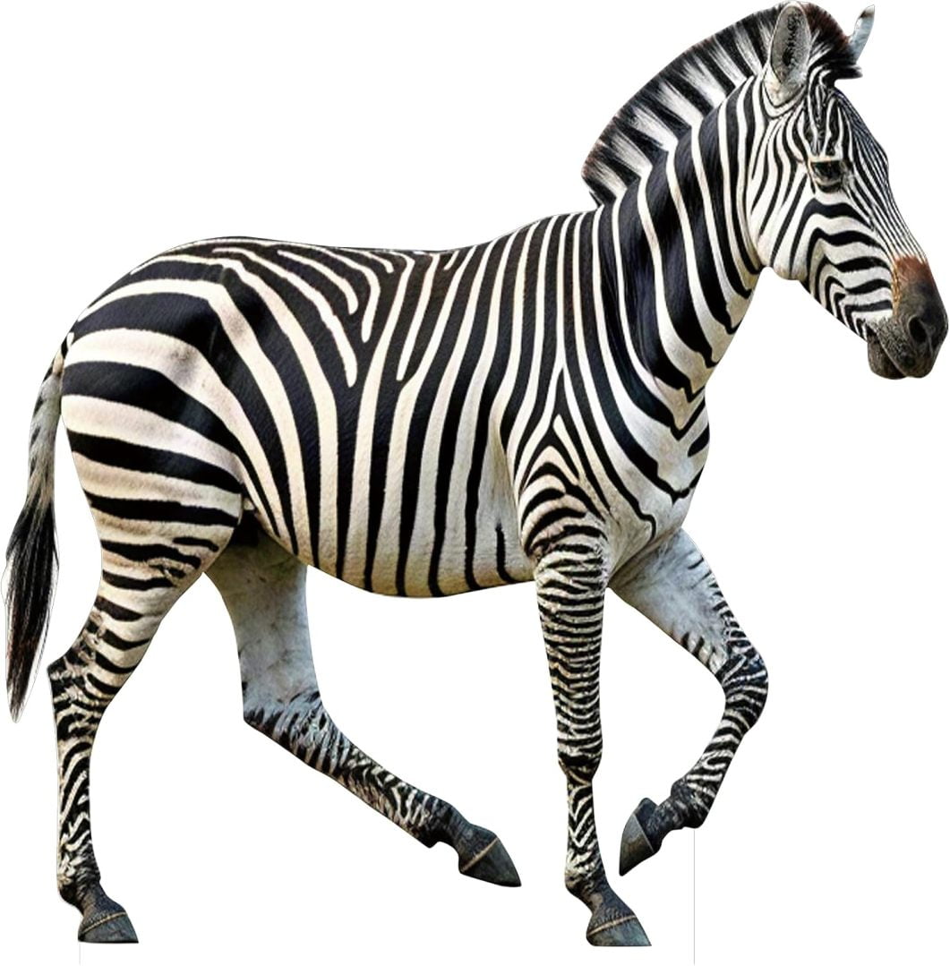Zebra 5FT Life Size Cardboard Cutout, Safari Theme Decoration, Animals ...