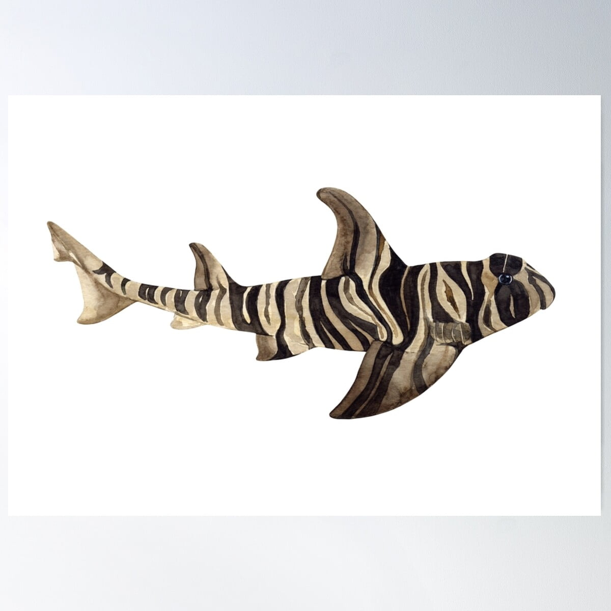 Zebra Bullhead Shark-Heterodontus Zebra Poster Wall Art, Modern Wall ...
