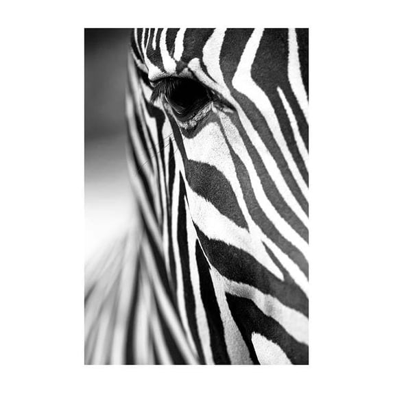Zebra Close Up Print Wall Art, Modern Wall Decor For Living Room ...