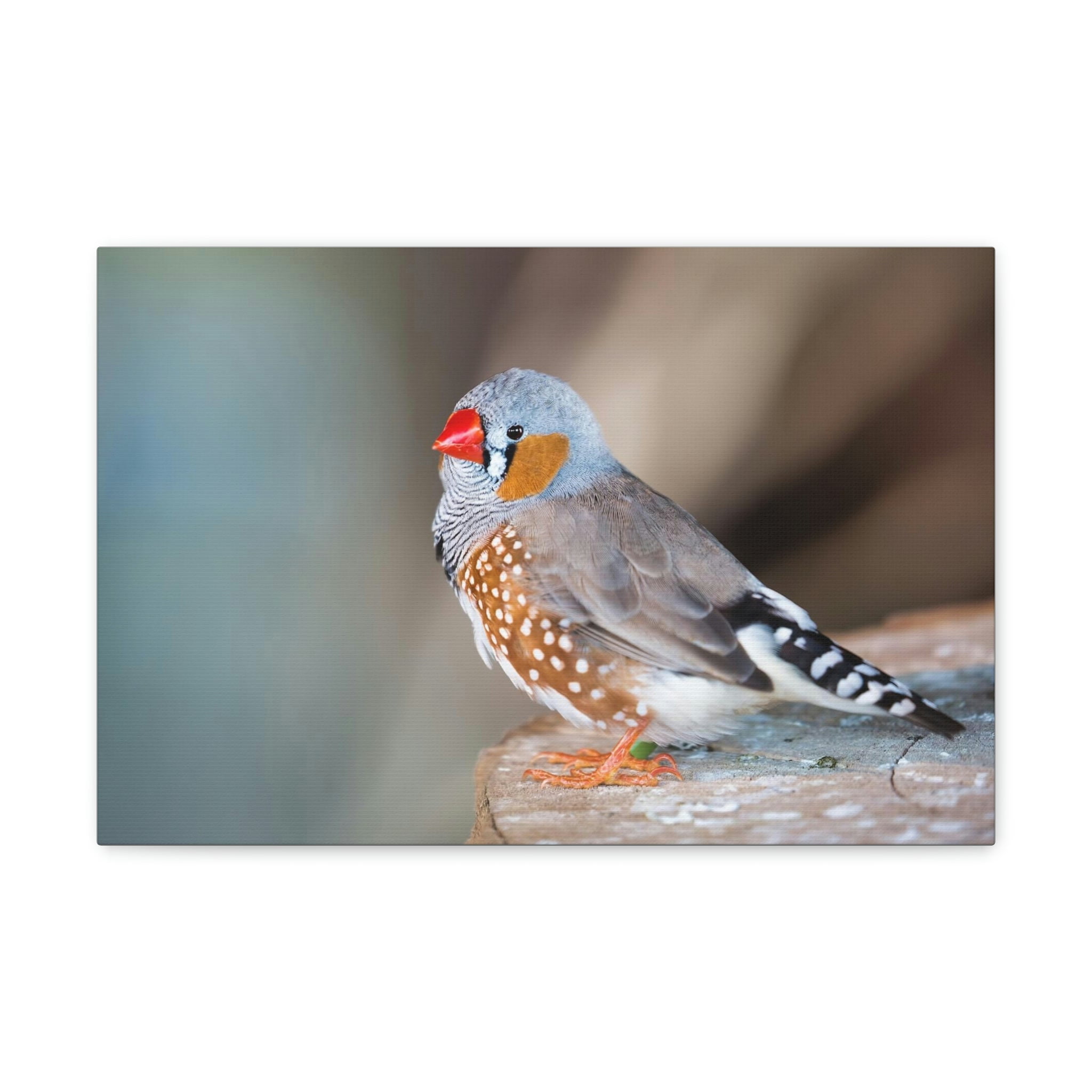 Zebra Finch Hunting Zebra Finch on Hunt Print Animal Wall Art Wildlife ...