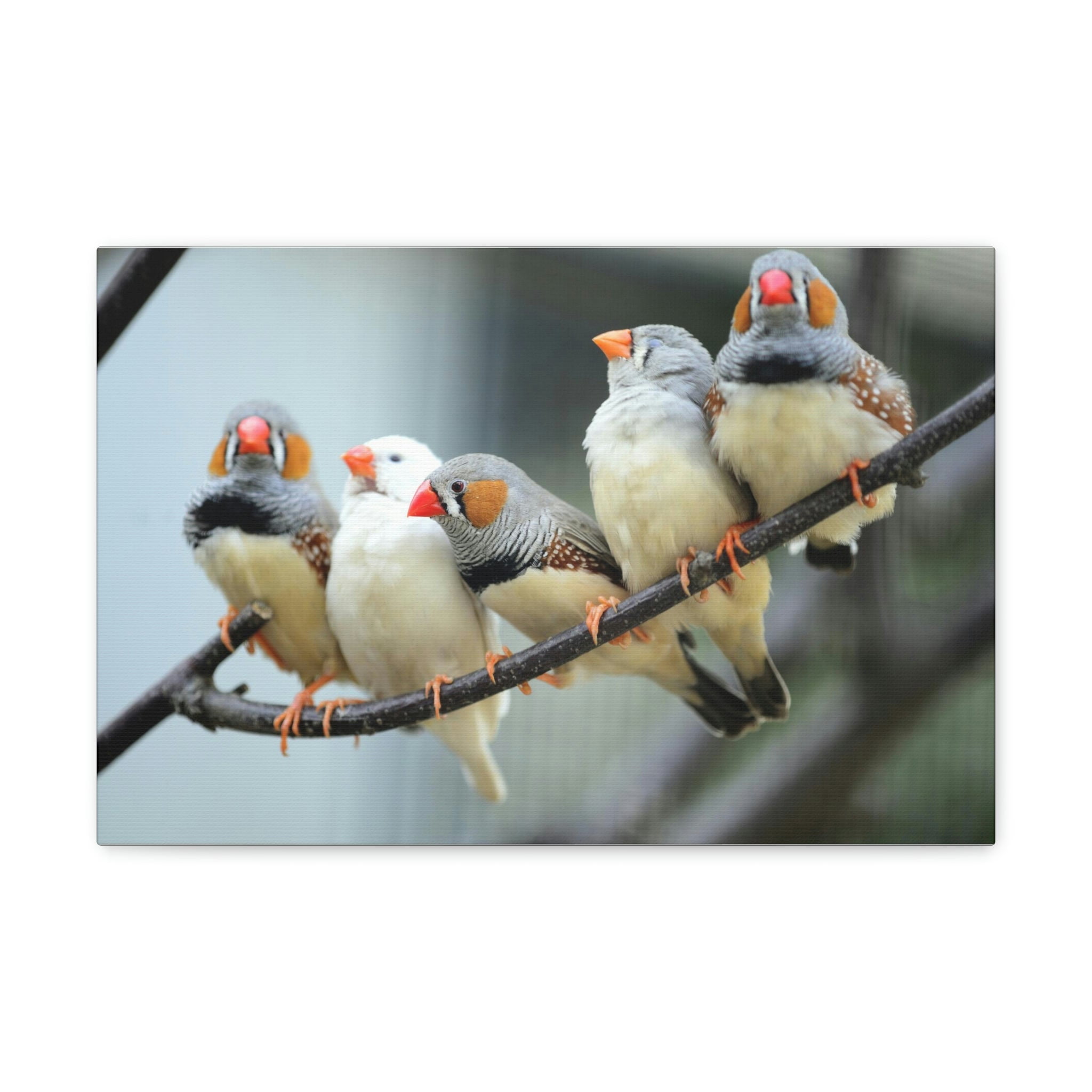 Zebra Finches Sitting on a Branch Print Animal Wall Art Wildlife Canvas ...