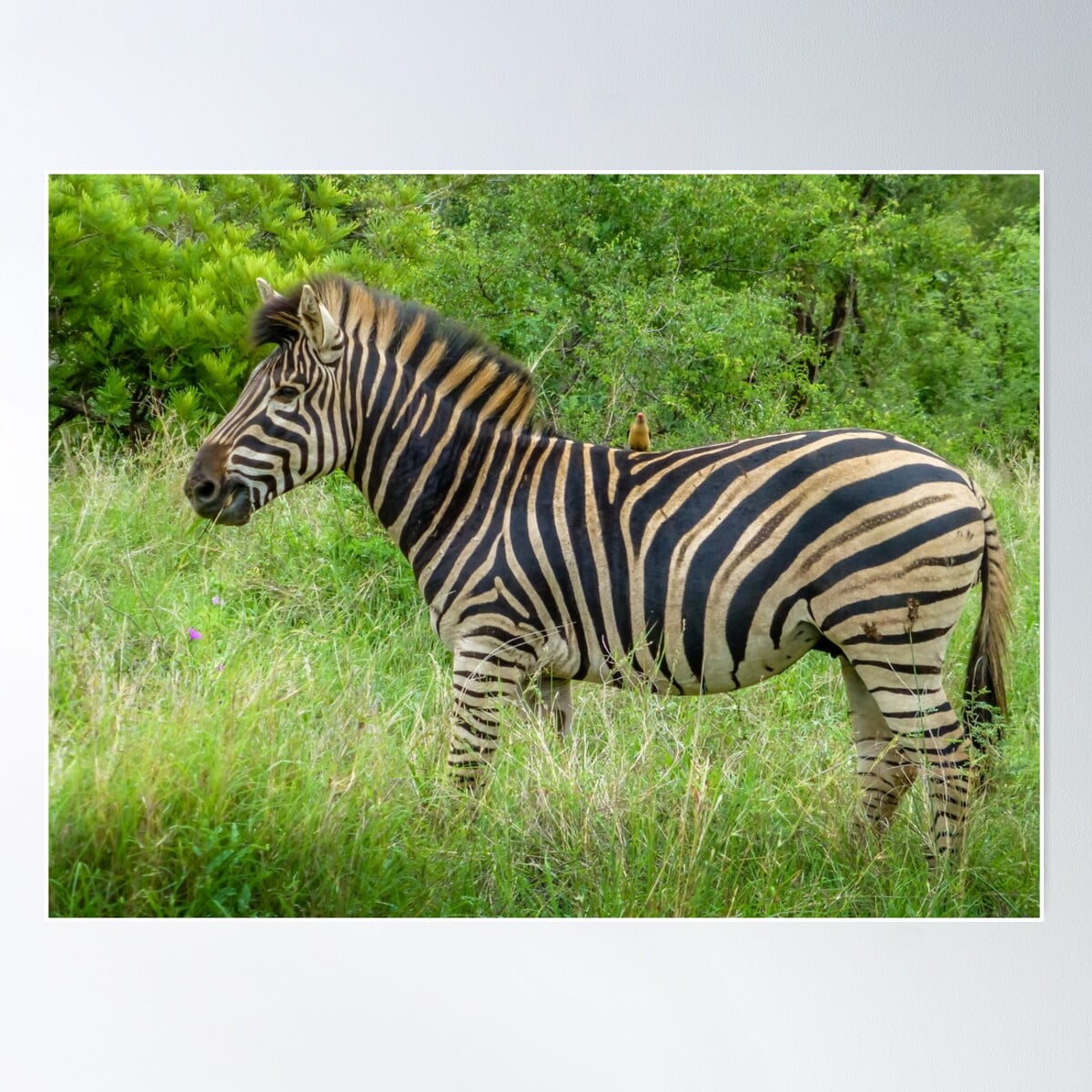 Zebra & Friend Poster Wall Art, Modern Wall Decor For Living Room ...