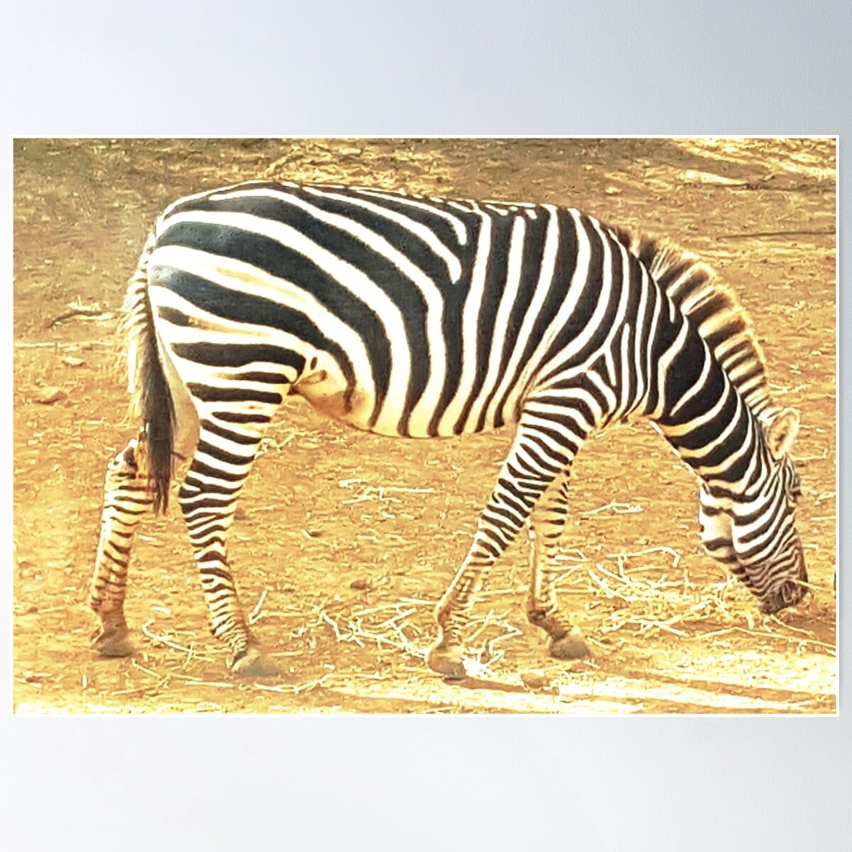 Zebra Grazing Photograph Poster Wall Art, Modern Wall Decor For Living ...