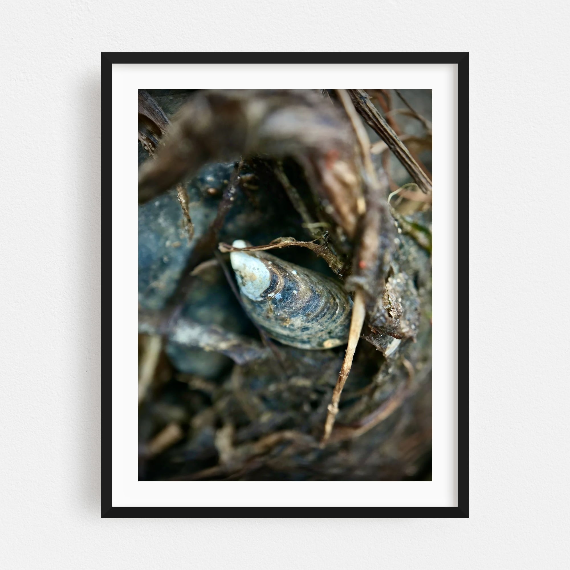 Zebra Muscle - Ferrisburgh Vermont Photography Nature Forest Abstract ...