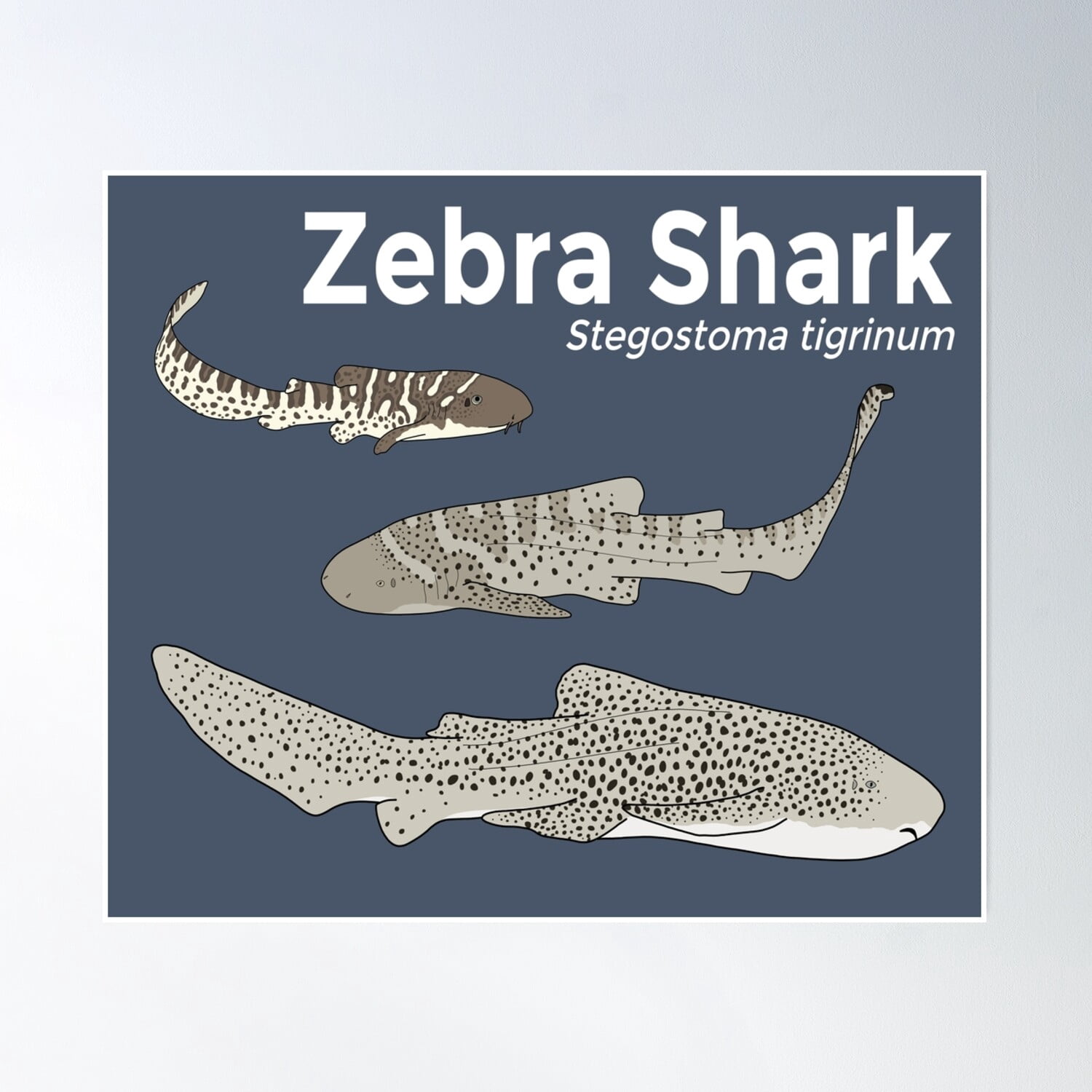 Zebra Shark Life Stages Poster Wall Art, Modern Wall Decor, 16x24 ...