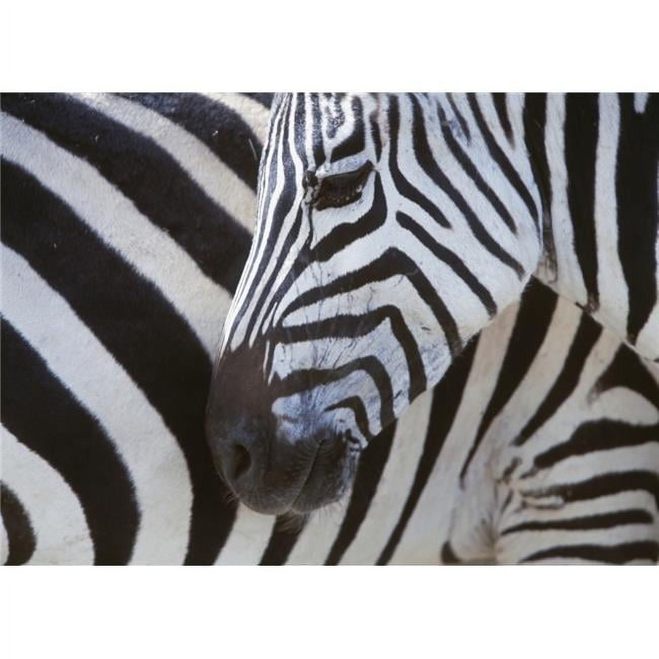 Zebras Face & Mid Body, Close Up Poster Print, 18 x 13 - Walmart.com