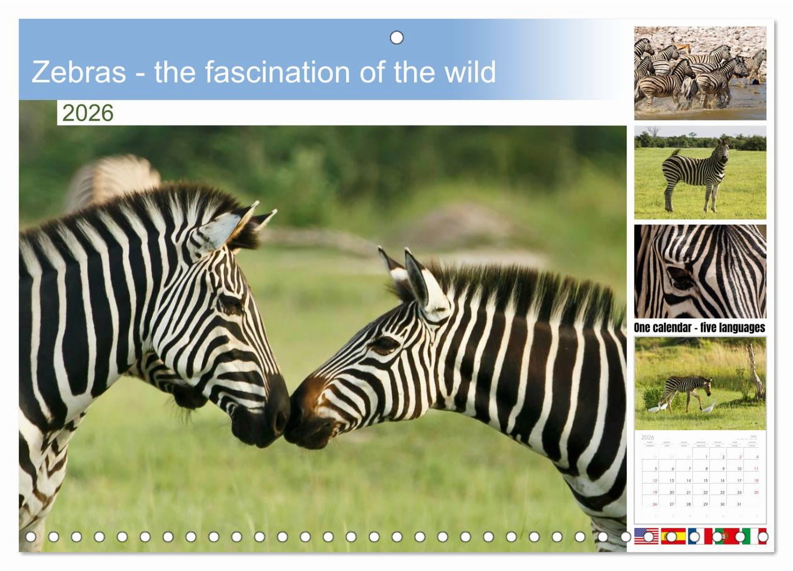 Zebras - the fascination of the wild (Monthly Wall Calendar 2026 11.7 x ...