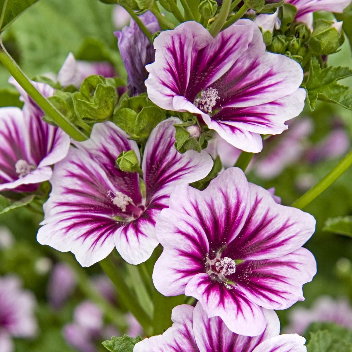 Zebrina Malva Dormant Bare Root Flowering Perennial Starter Plant (1 ...