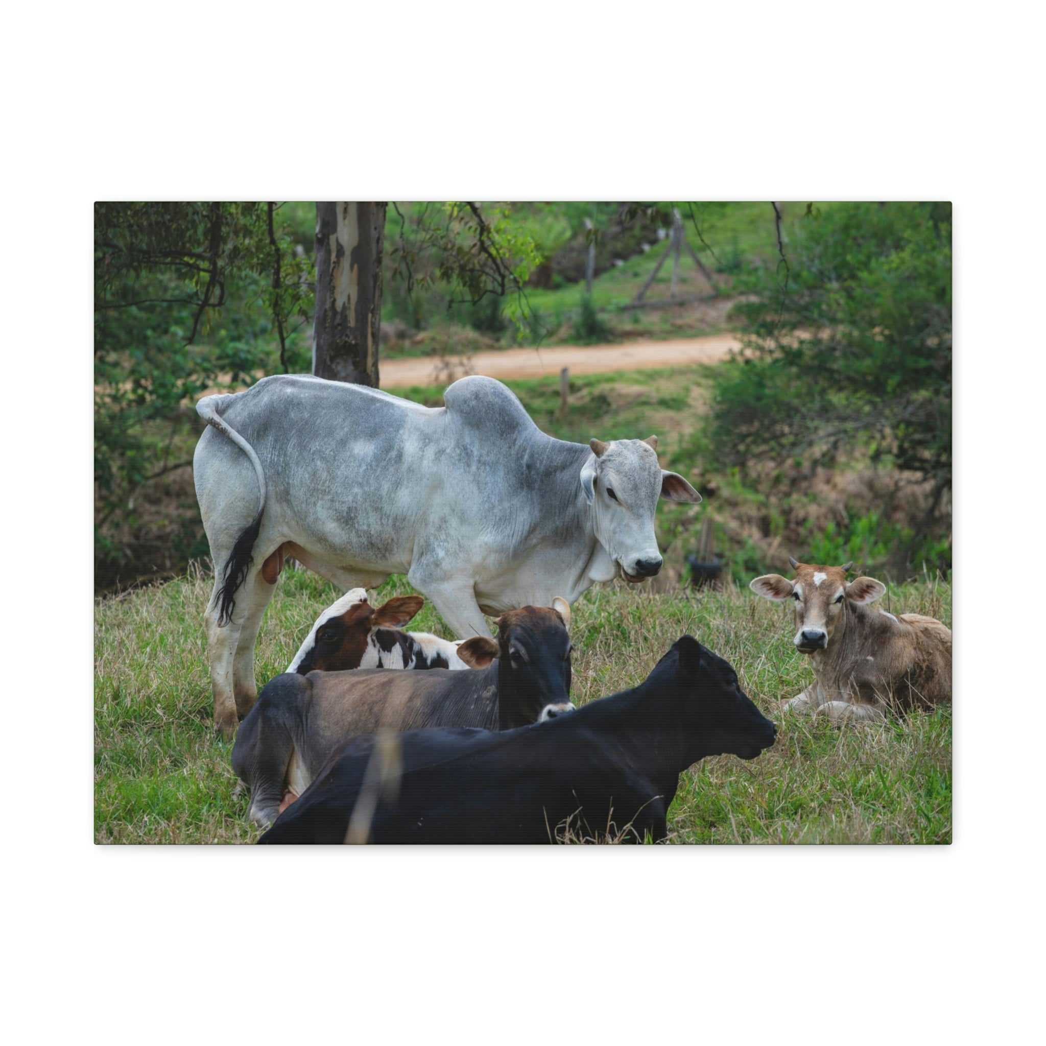 Zebus Group Zebu Troop Print Animal Wall Art Wildlife Canvas Prints Wall Art Ready to Hang ...