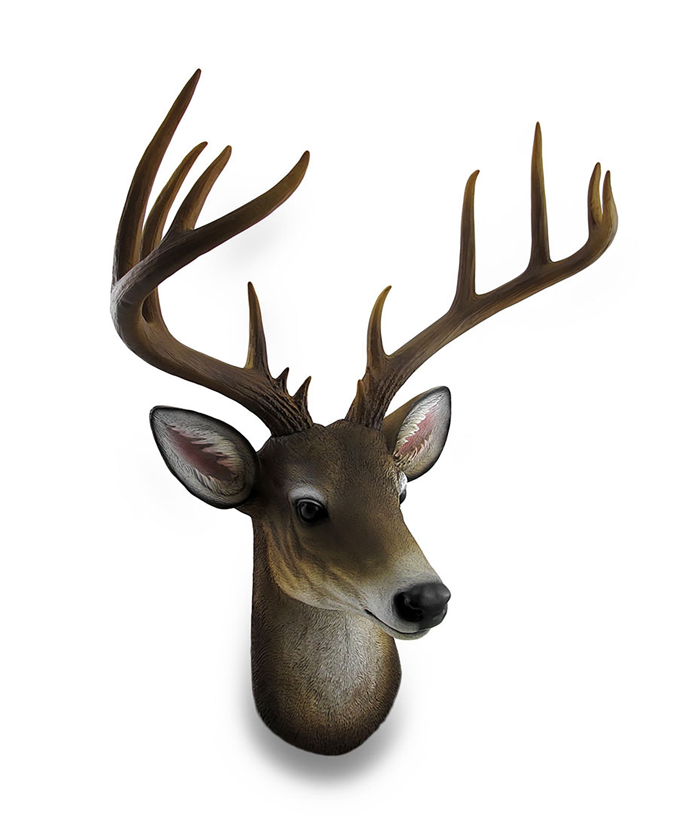 Buck Deer Head