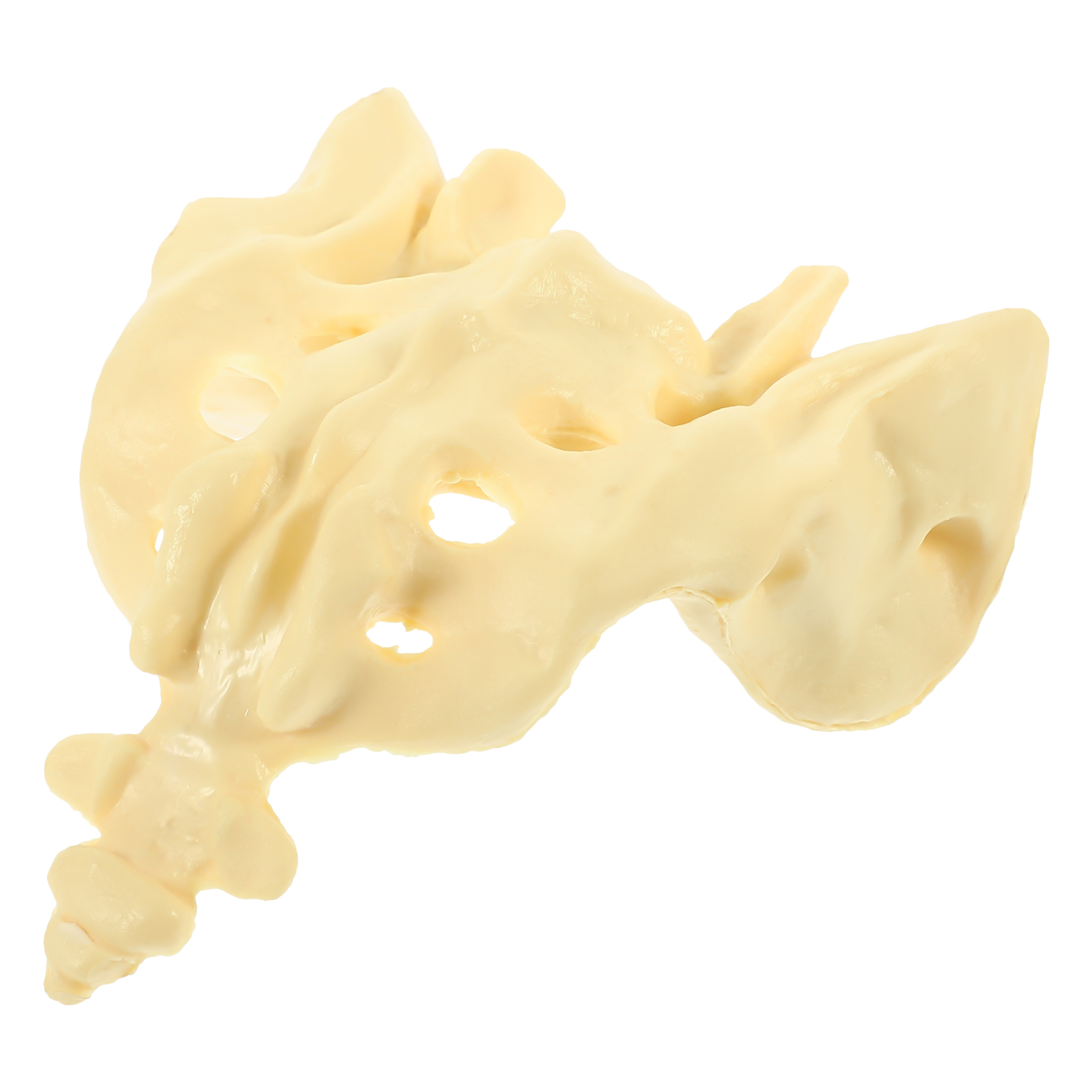 Zehuanyu Human Skeleton Model Mini Healthy Sacrum Medical Models ...