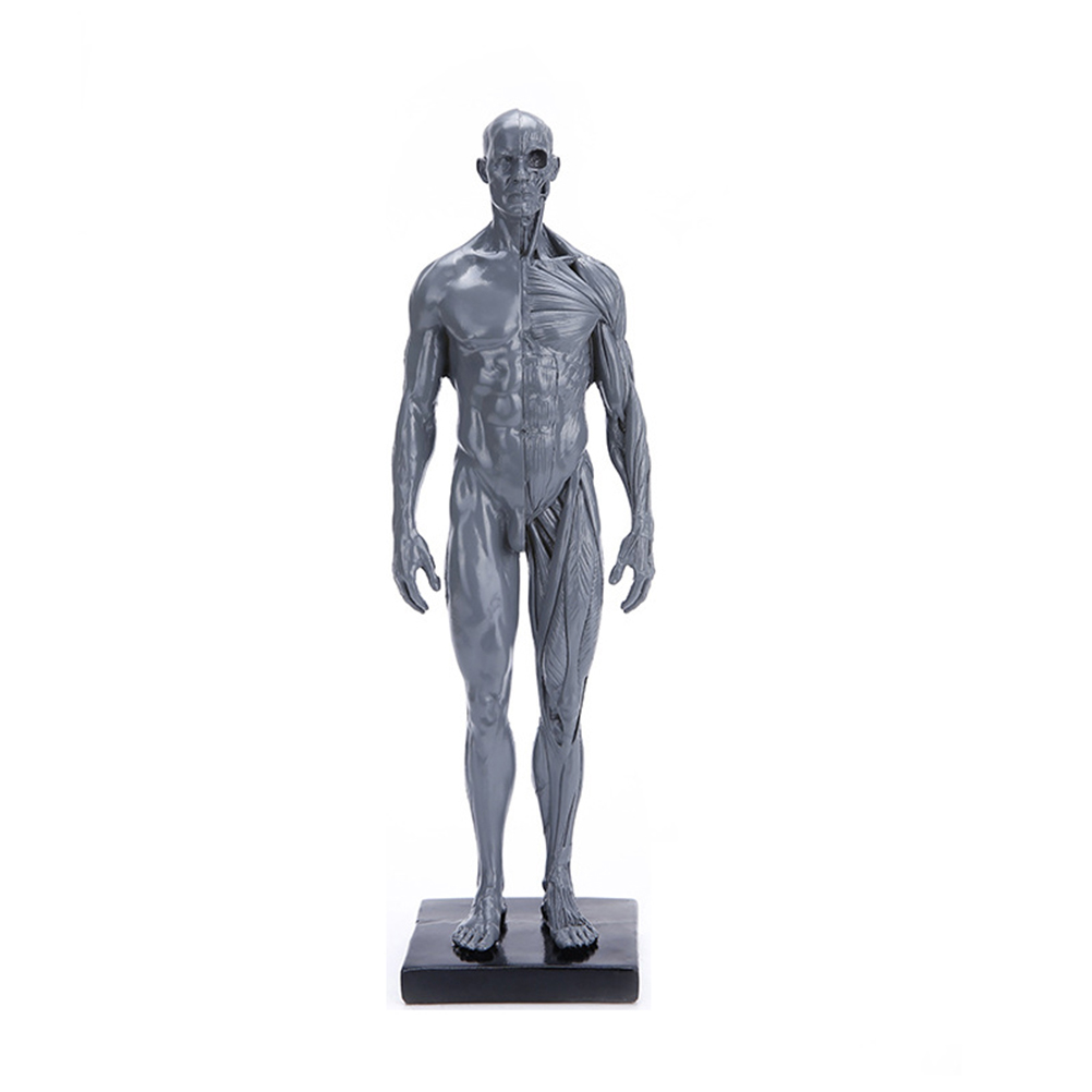 Zehuanyu Simulation Male Skeleton Whole Body Muscle Structure Medical ...