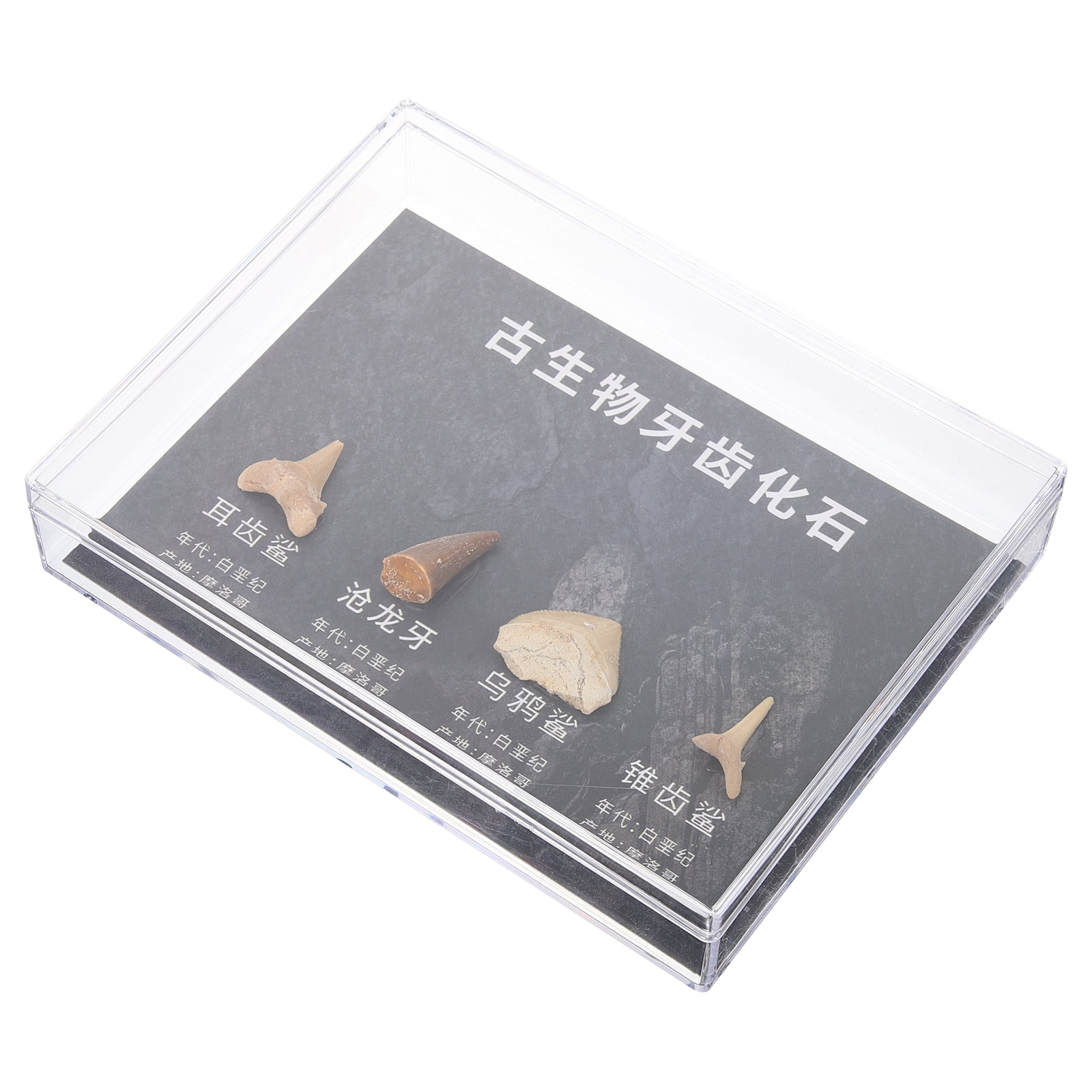 Zehuanyu Trilobite Skeleton Meteorites Wolf-finned Fish Child - Walmart.com