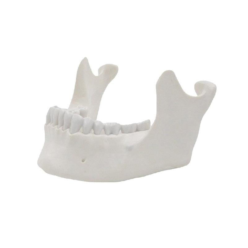Zeiwohndc 1:1 Lower Jaw Model Medicals Model Teaching Model Supplies ...