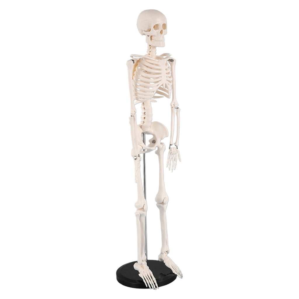 Zeiwohndc 85cm Human Skeleton Model for Anatomy with Holder Stand ...