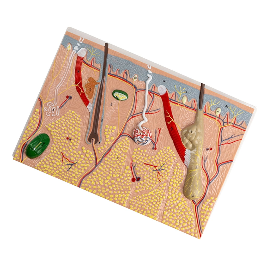 Zeiwohndc Anatomical Human Skin Model Human Skin Structure Anatomical ...