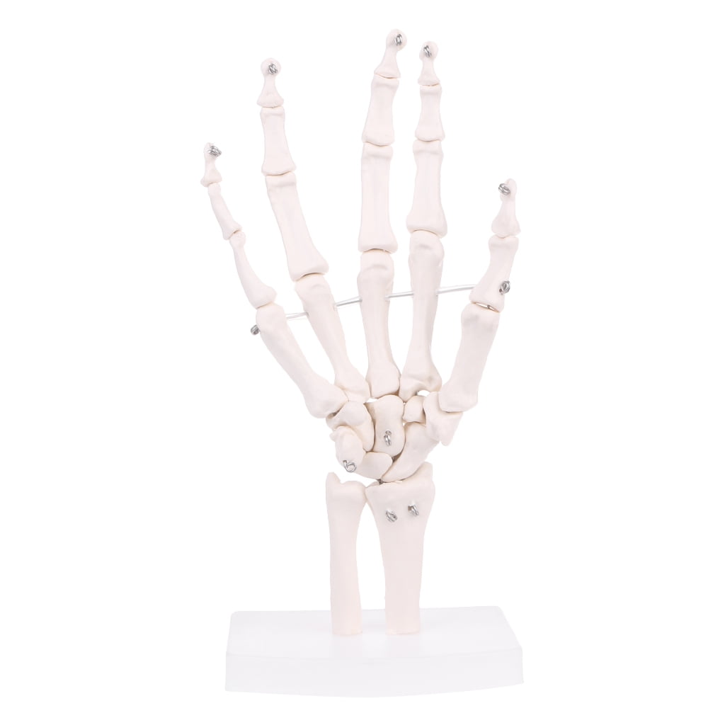 Zeiwohndc Hand Joint Anatomical Skeleton Model Human Medical Anatomy ...