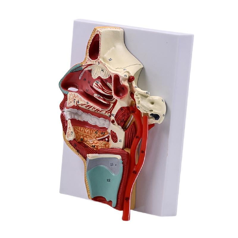 Zeiwohndc Human Cavity Throat Anatomy Model Human Nasal Cavity Model ...