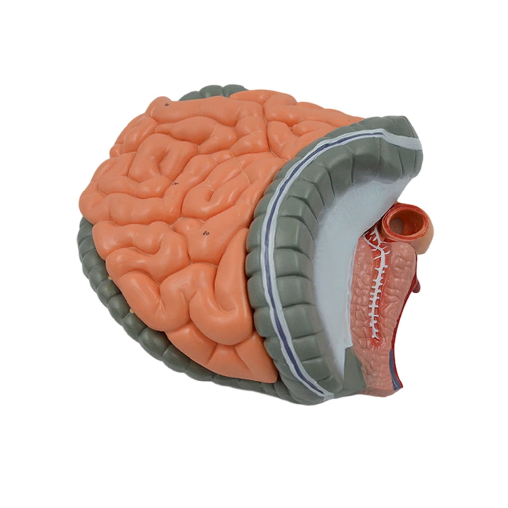 Zeiwohndc Human Large Intestine and Cecum Anatomy Model for Hospital ...