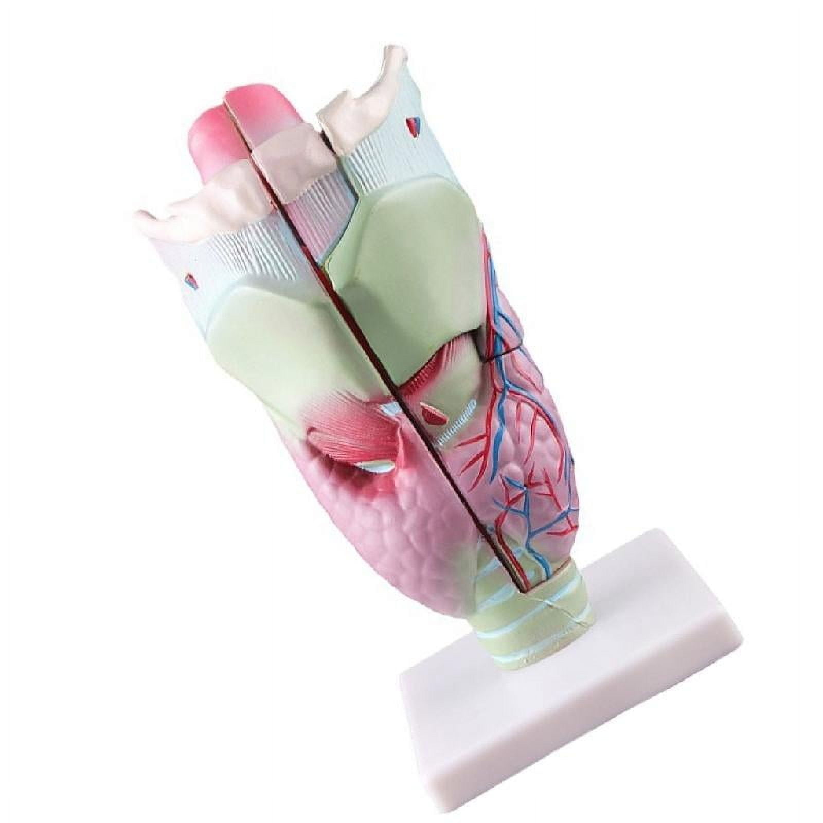 Zeiwohndc Human Larynx Model Enlarged Anatomical Larynx Model for ...