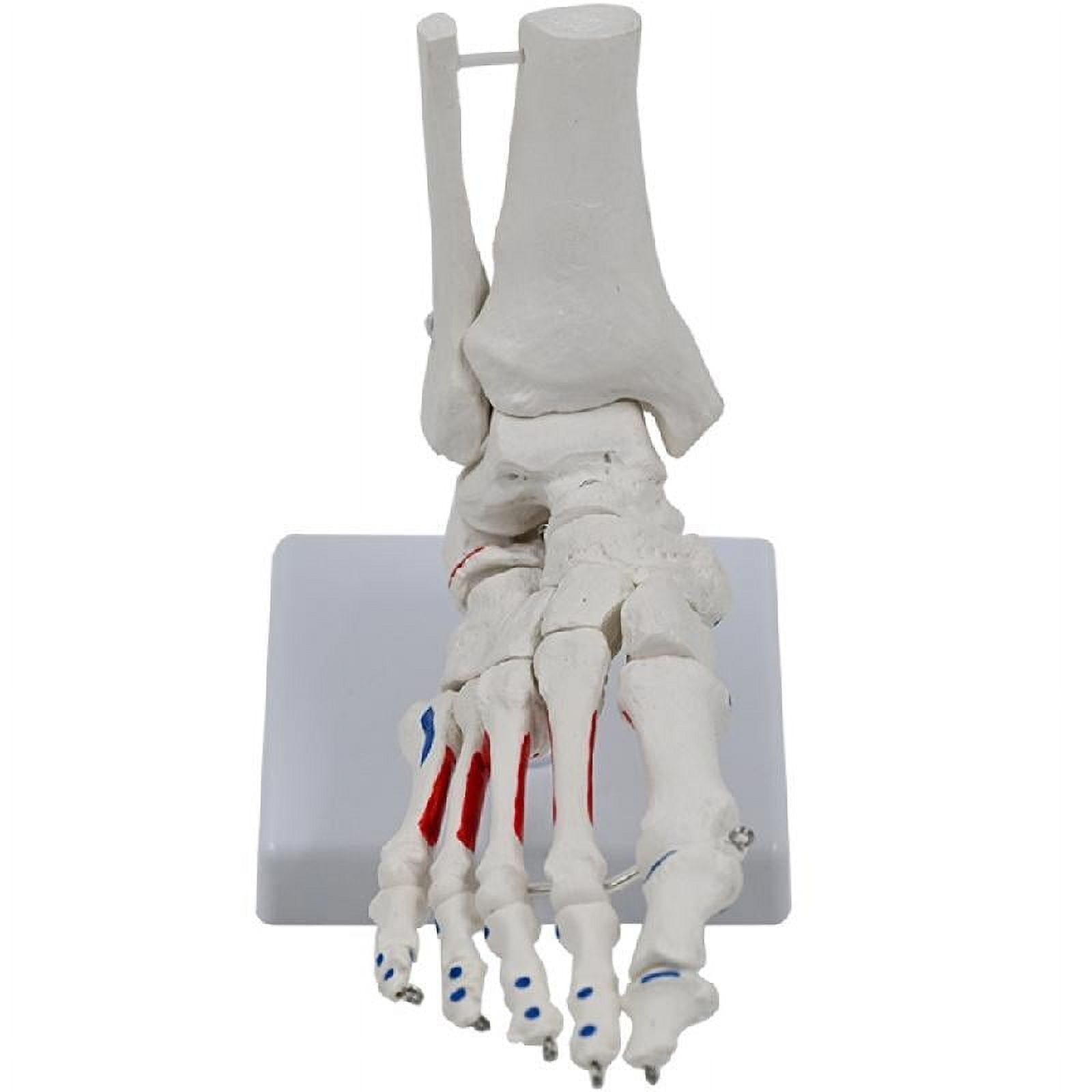 Zeiwohndc Medicals Anatomical Model Human Foot and Ankle Model for ...