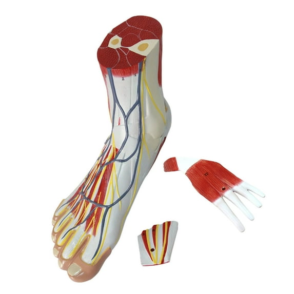 Zeiwohndc Natural Foot Muscles Vessels Nerves Anatomical Model for ...