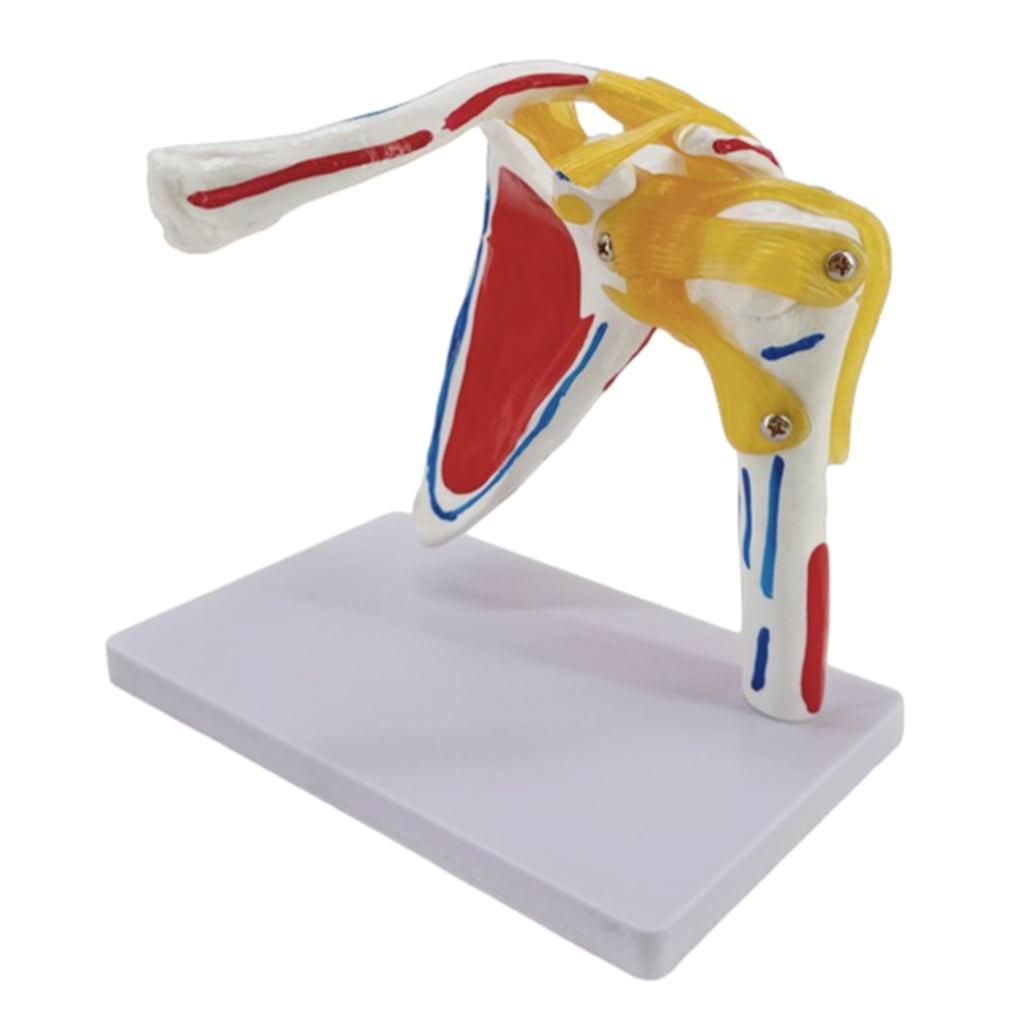 Zeiwohndc Shoulder Anatomy Model for Classroom Demonstration Clinical ...