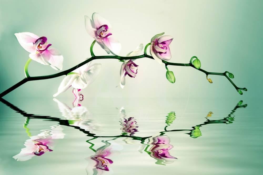 Zen, Botanical Unframed Photographic Print Wall Art by Lee Sie Sold by ...
