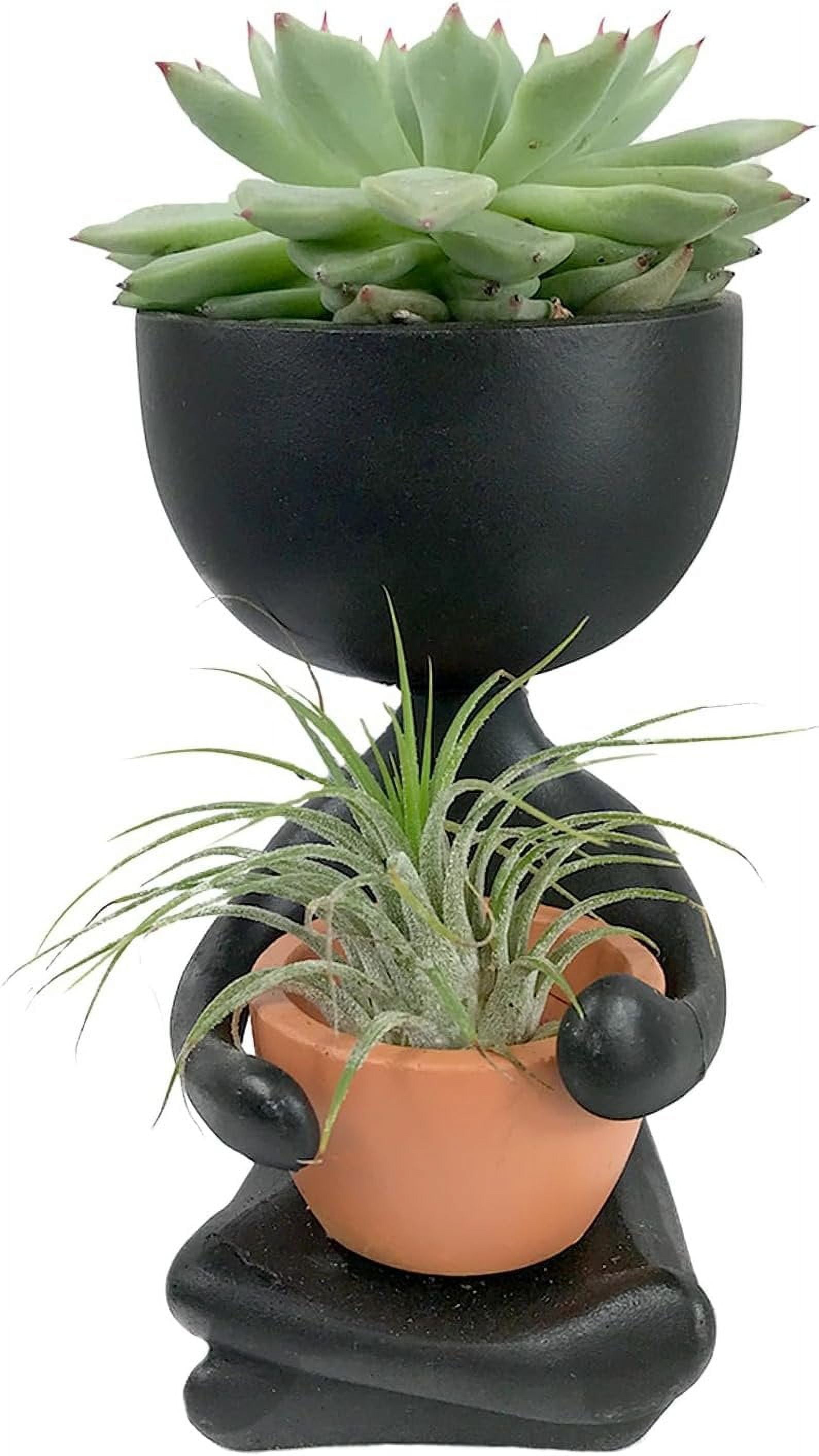 Zen Harmony Planter - Live Plants in a Decorative Pot - Cactus ...