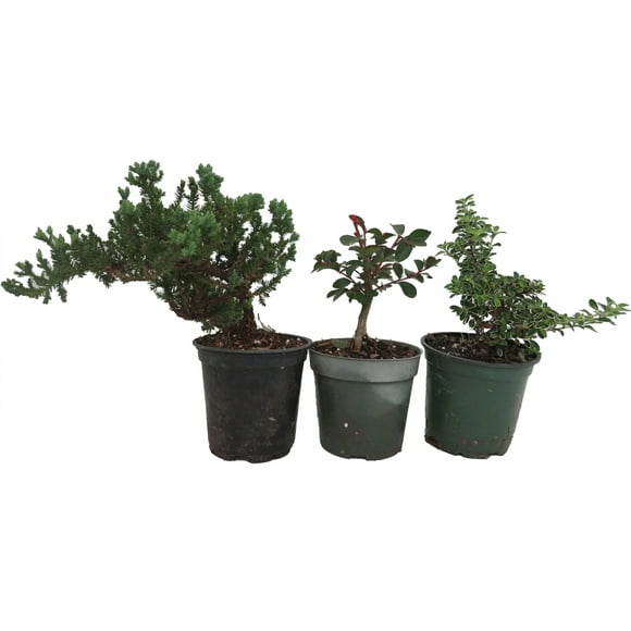 Bonsai Trees in Indoor Plants - Walmart.com