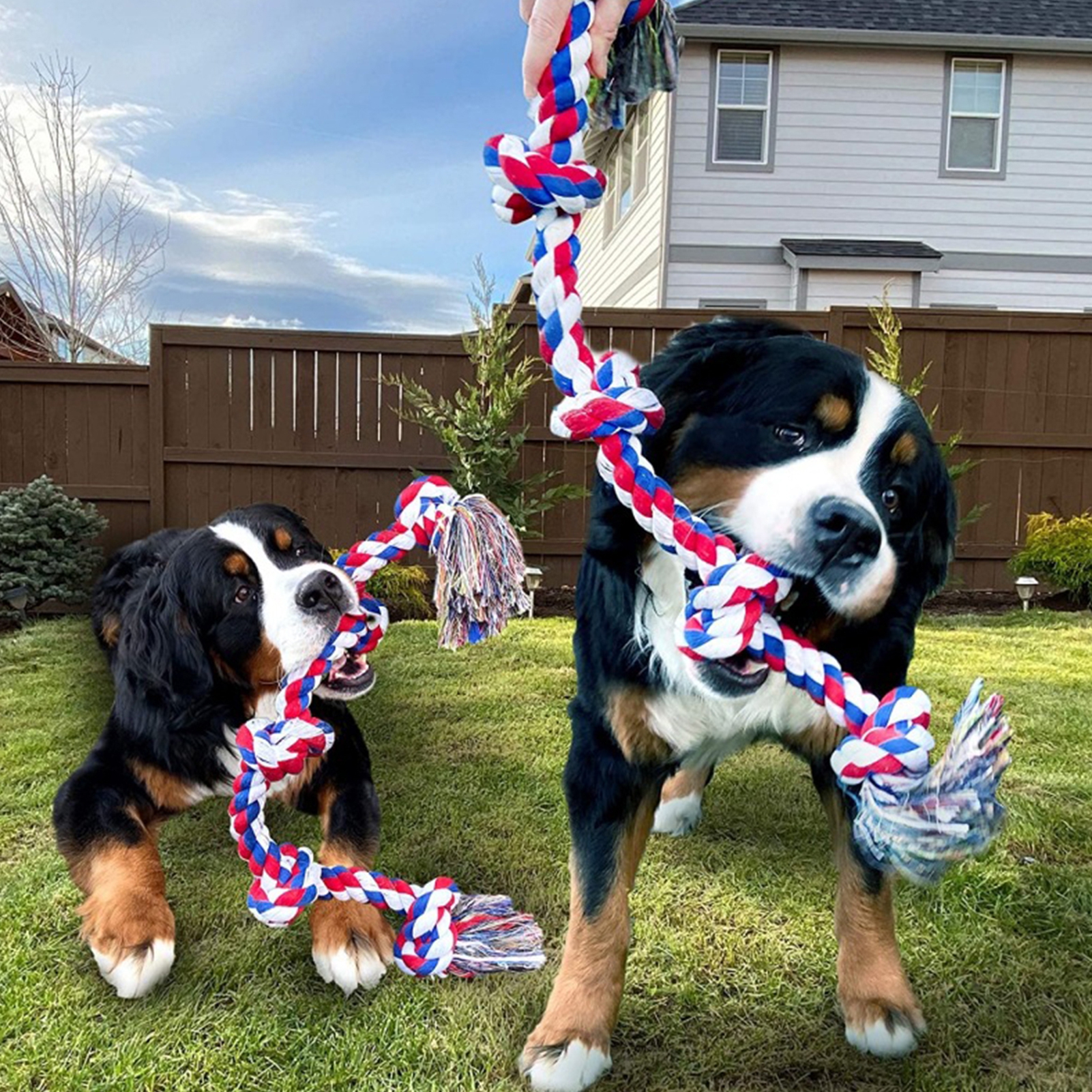 ZenCart 5-Knot Dog Rope Toy Heavy-Duty Dog Chew Rope Toy for Aggressive ...